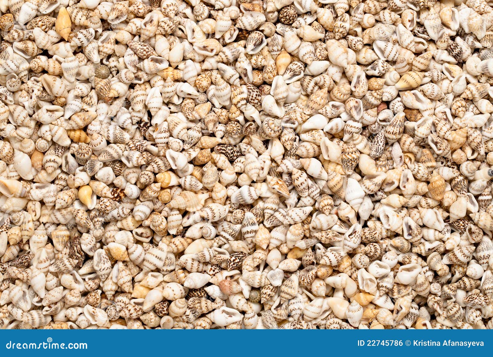 Shell Background stock photo. Image of design, abstract - 22745786