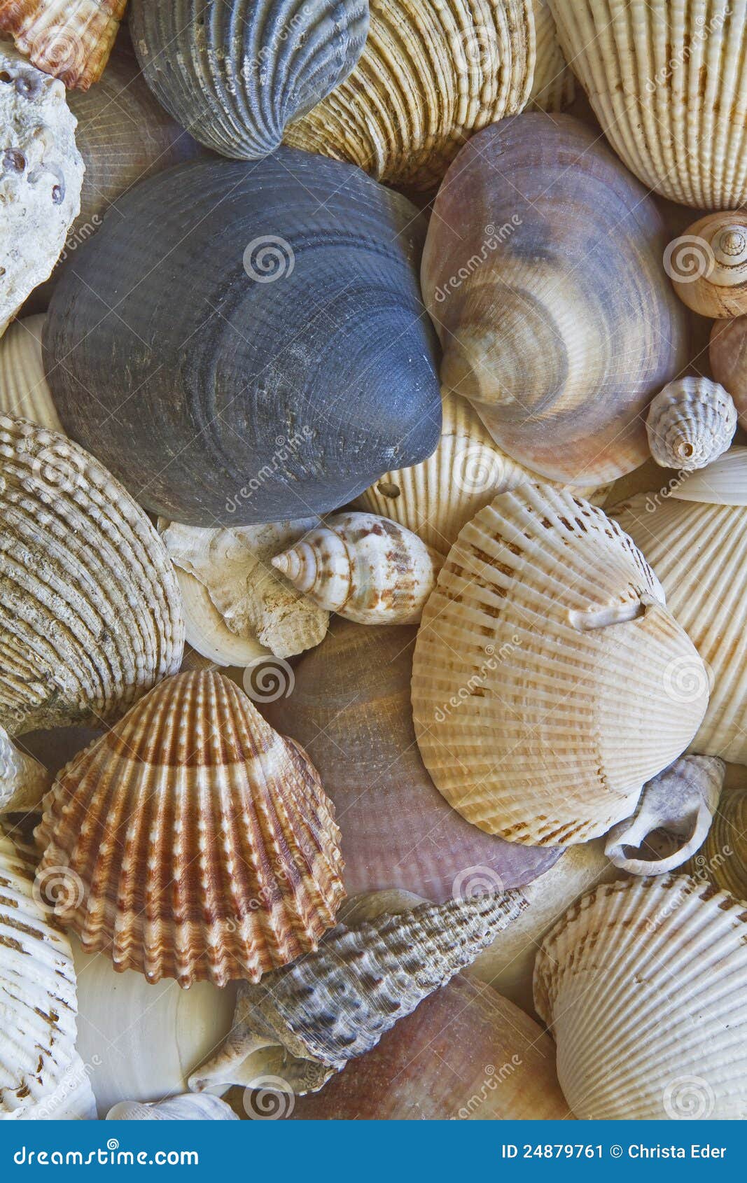 Shell background stock image. Image of frame, creatures - 24879761