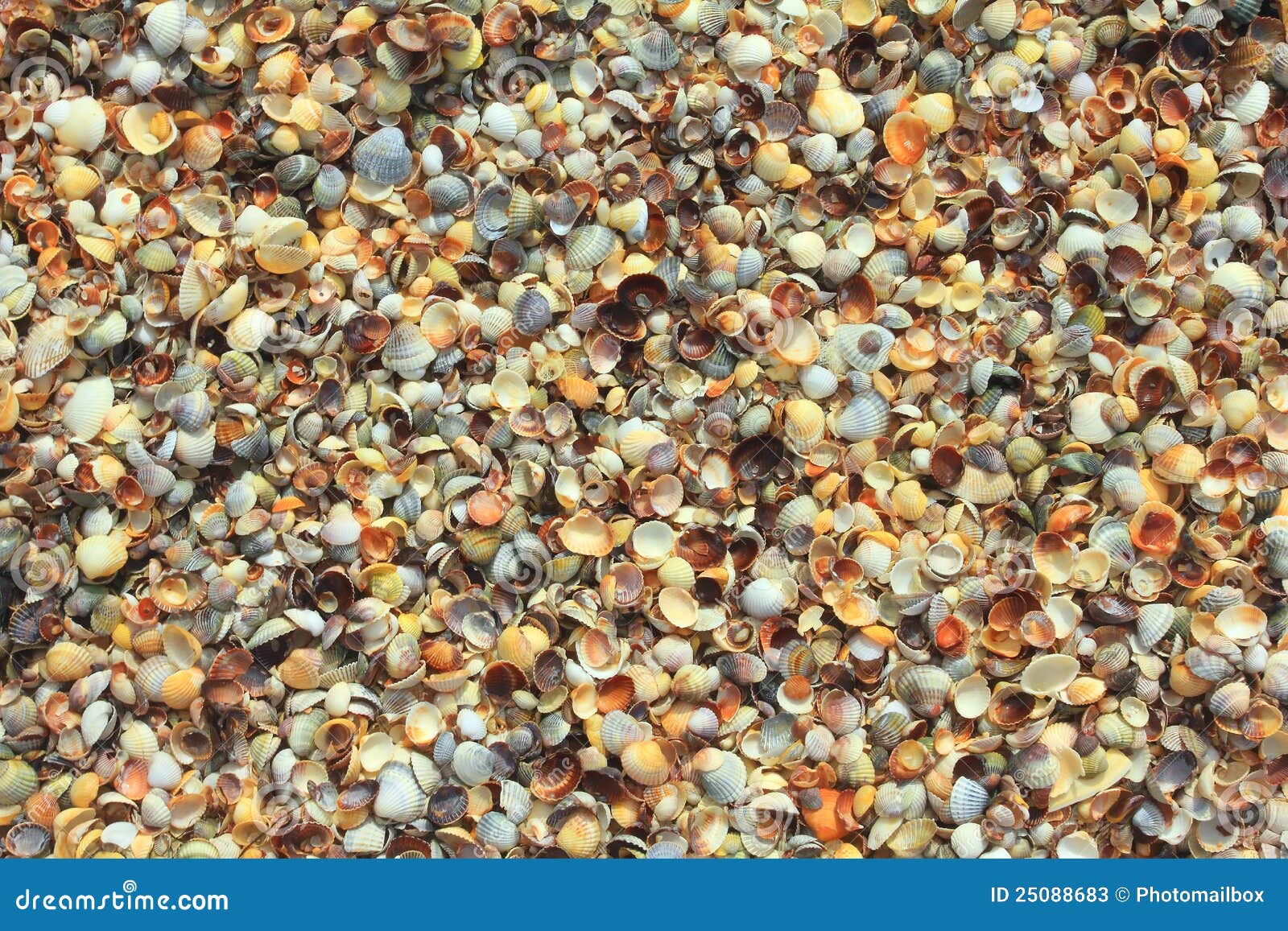 Shell background stock image. Image of relax, resort - 25088683