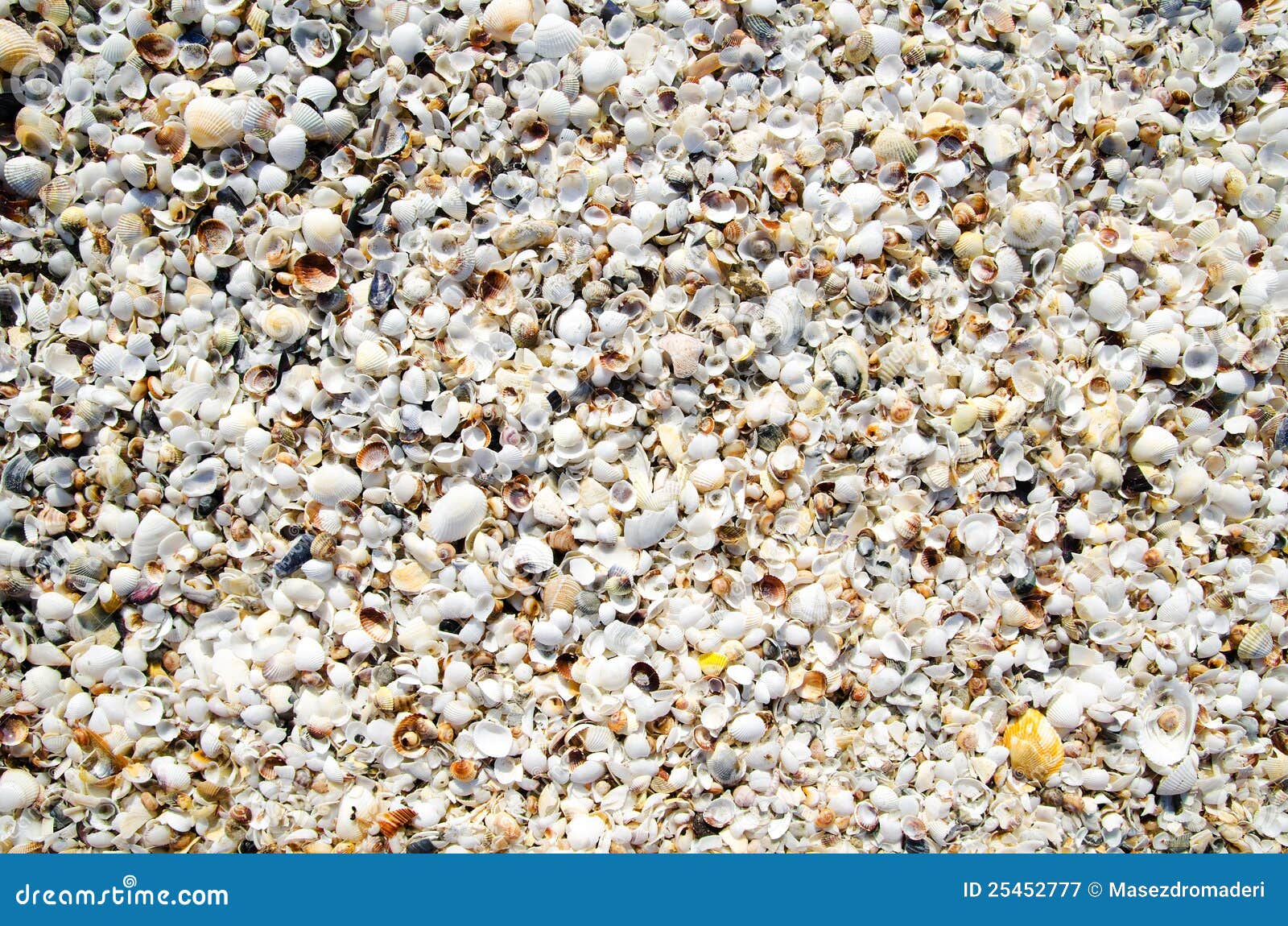 Shell background stock image. Image of piece, pattern - 25452777