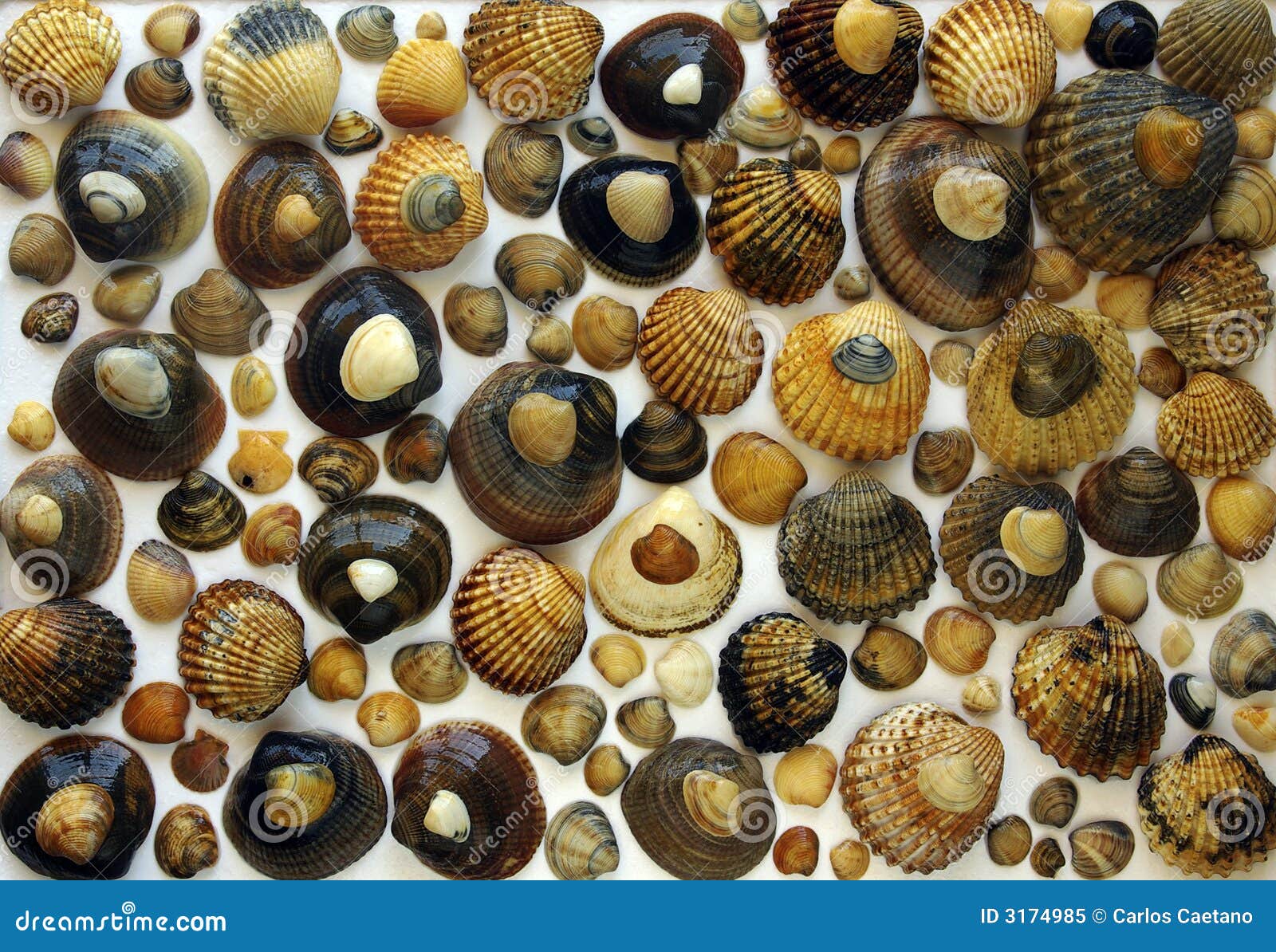 Shell Background stock image. Image of sand, crust, climate - 3174985