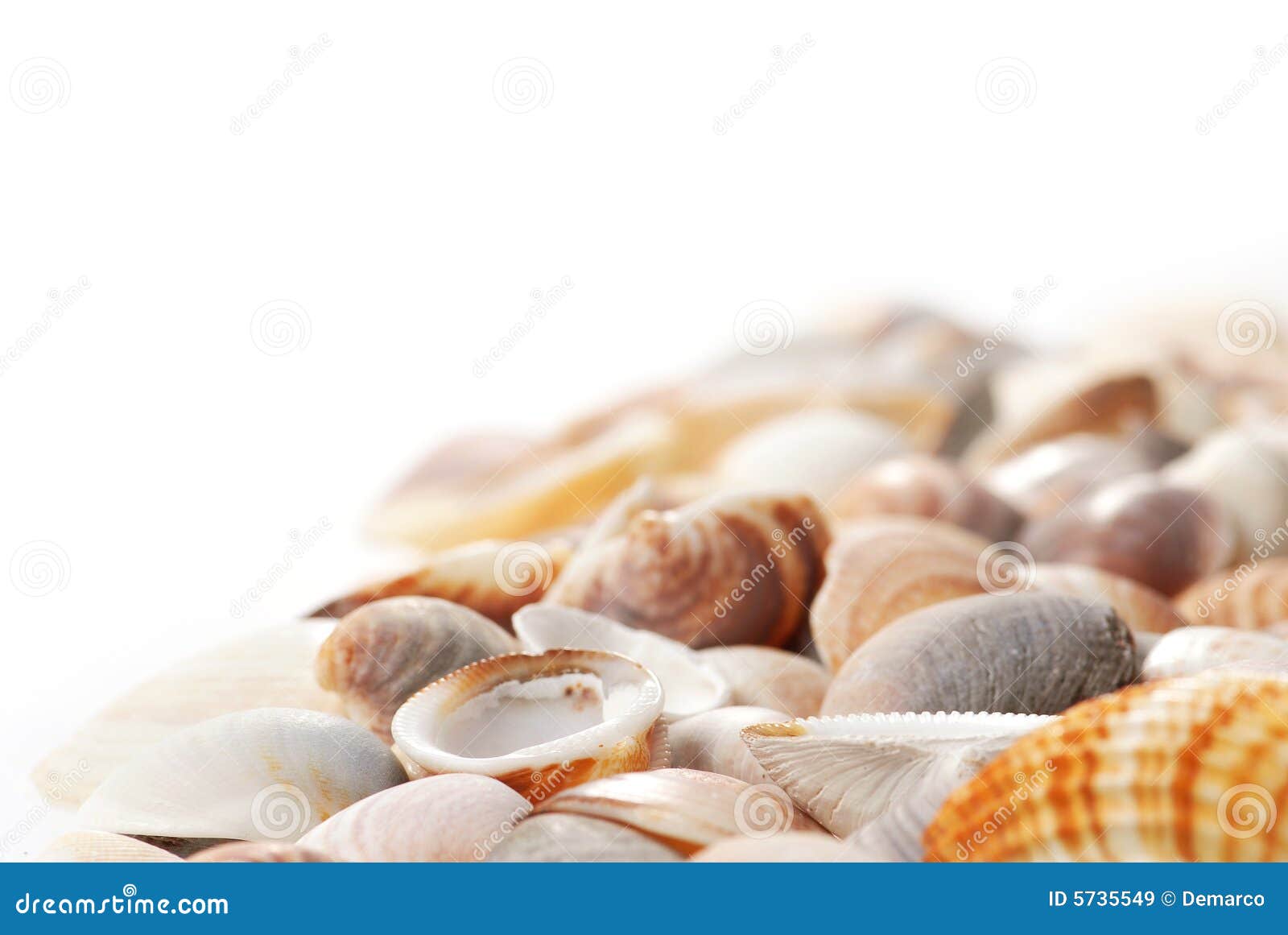 Shell Background Picture. Image: 5735549
