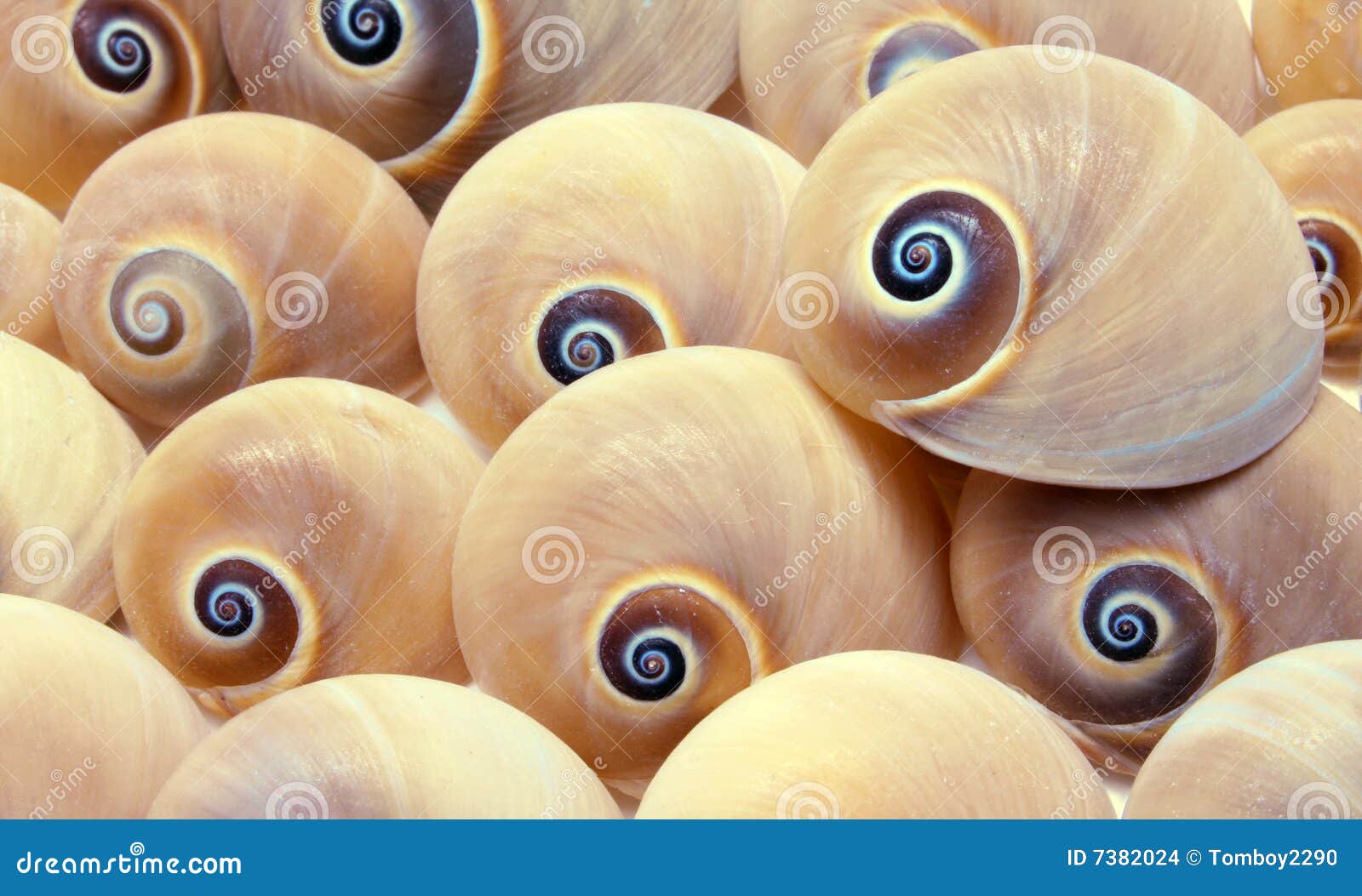 Shell Background stock photo. Image of tropical, swirl - 7382024