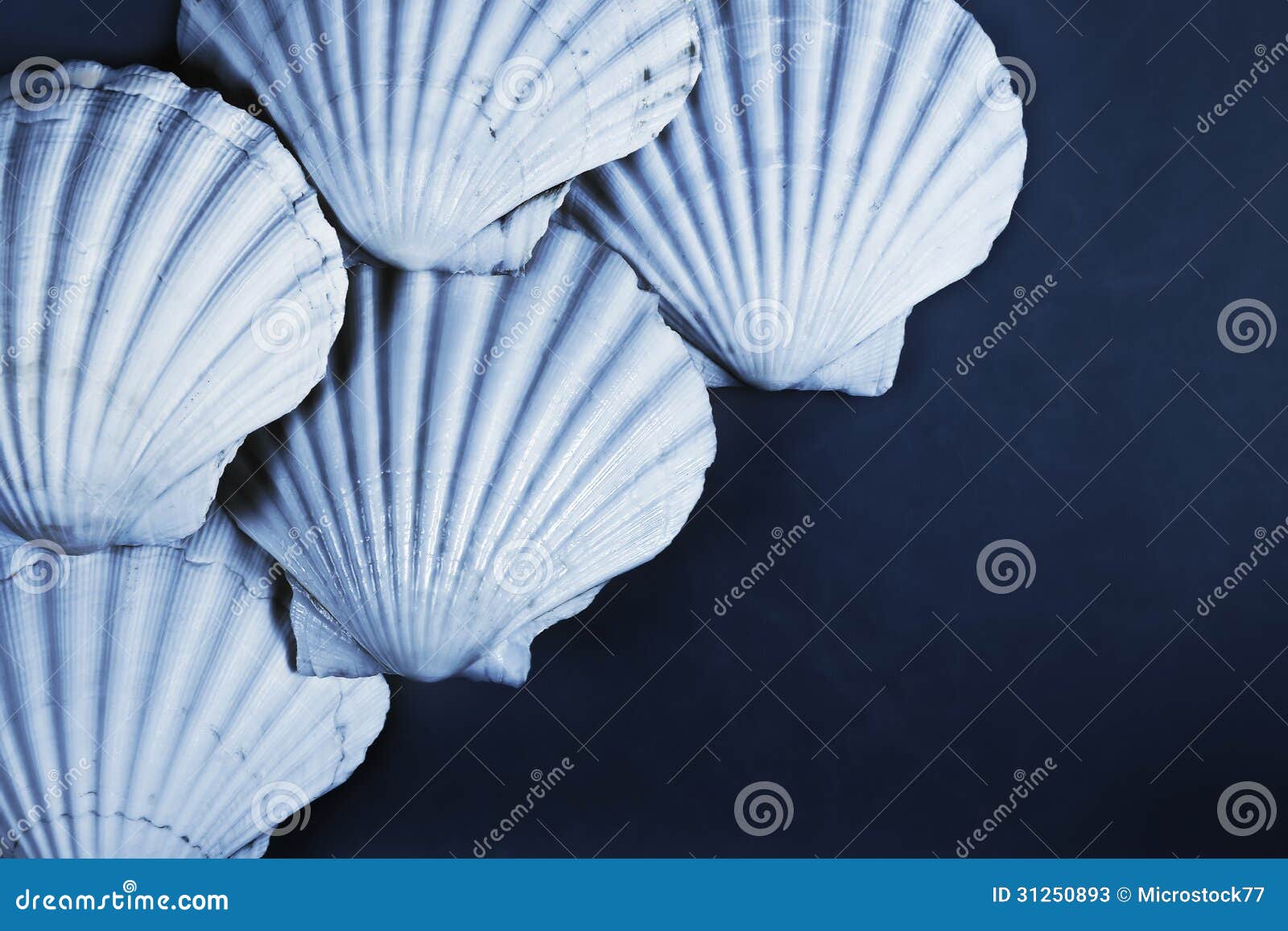 Shell background stock image. Image of realistic, holiday - 31250893