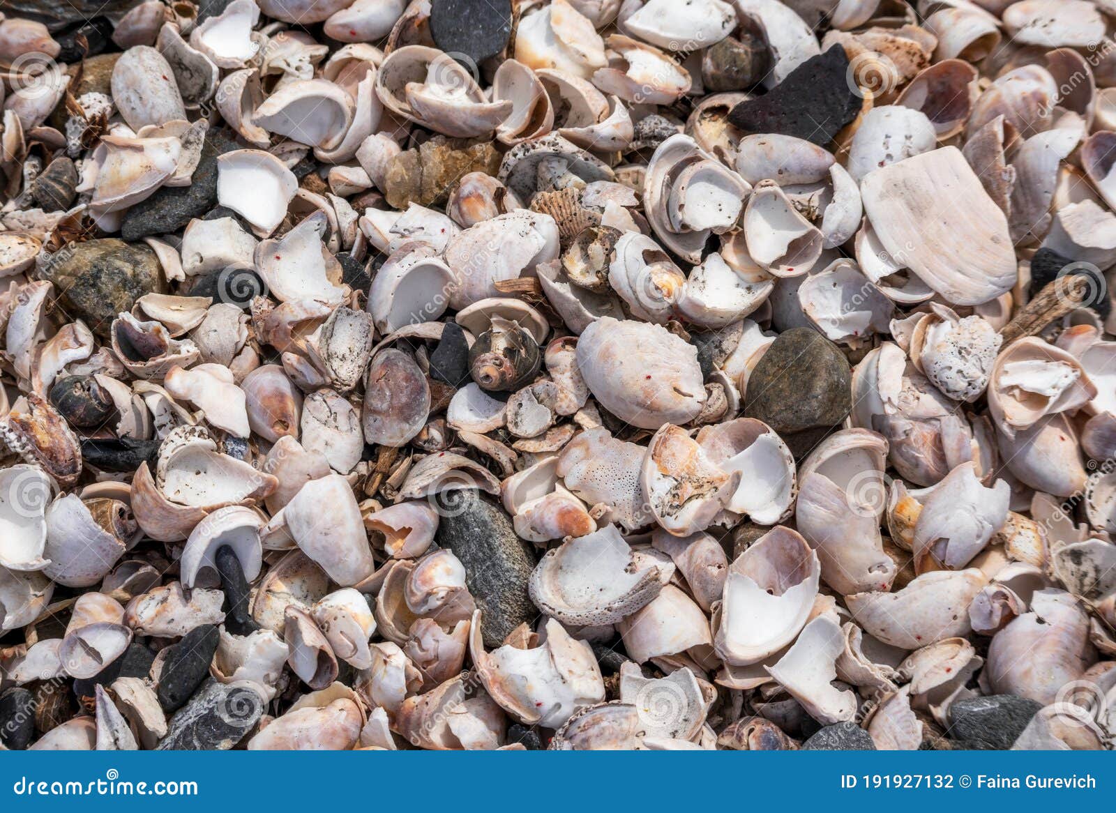 Shell Background. Colorful Shells on Sand Beach Stock Photo - Image of ...