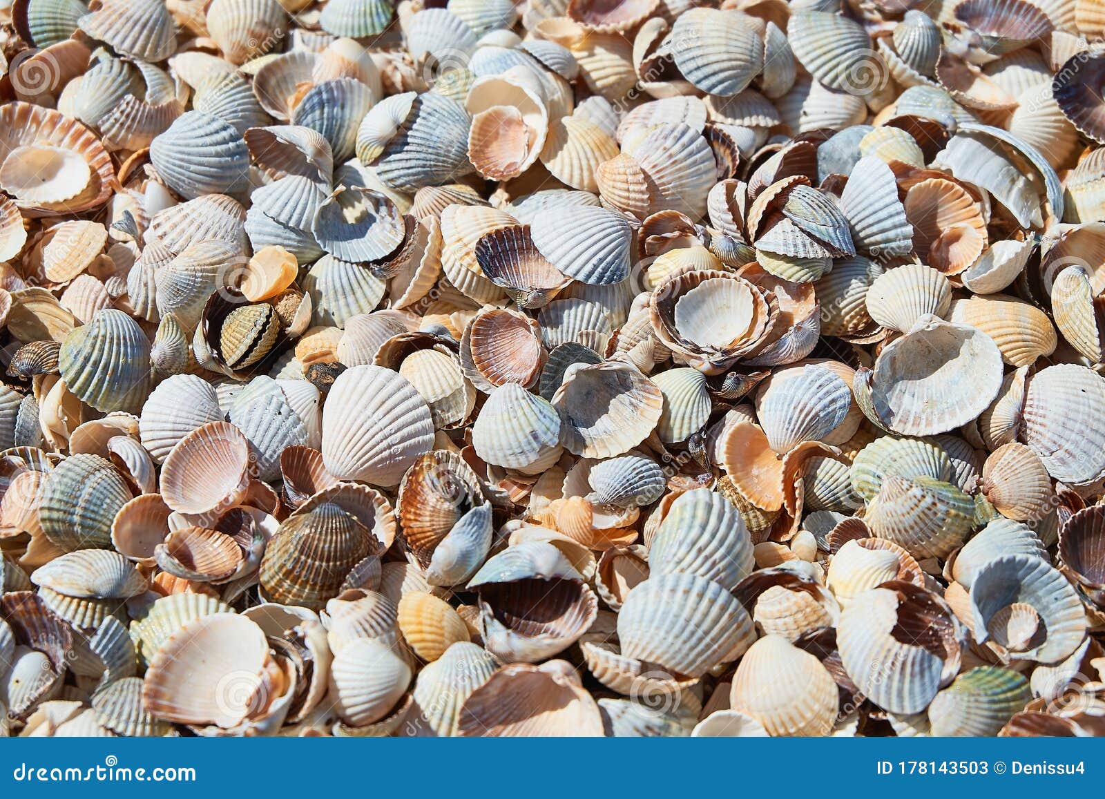 Shell Background. Colorful Shells on Sand Beach. Space for Text Stock ...