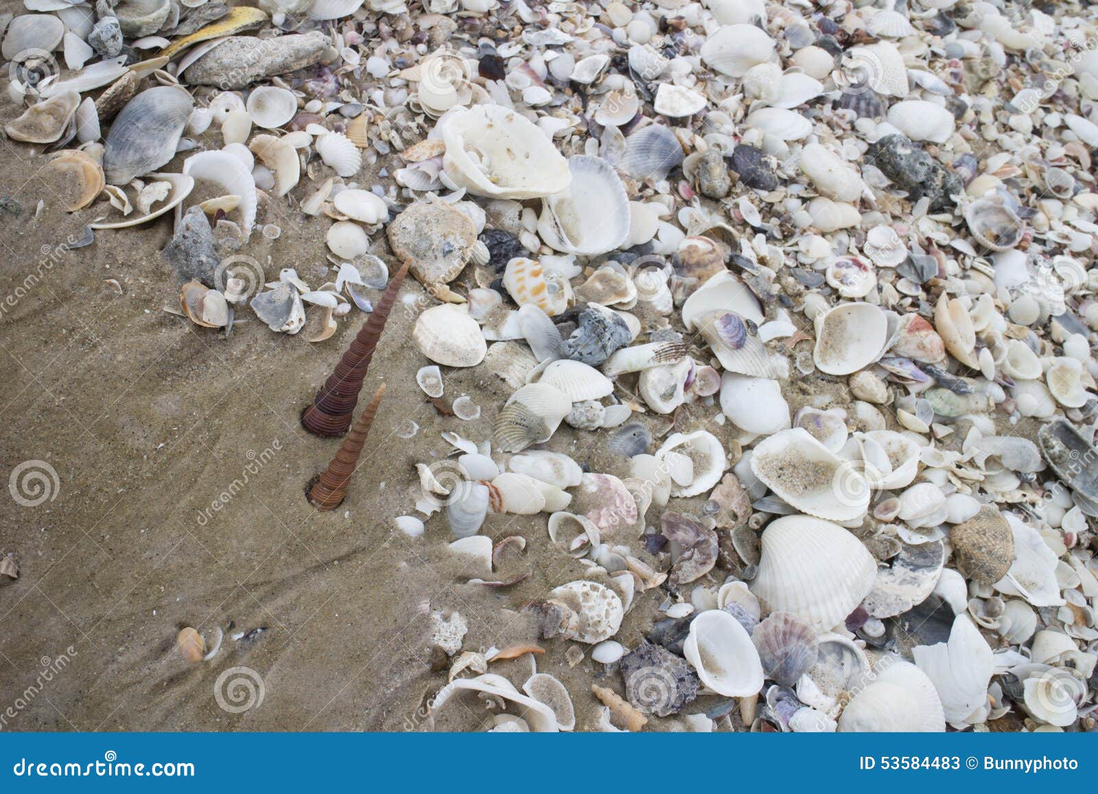 Shell background stock image. Image of nature, macro - 53584483