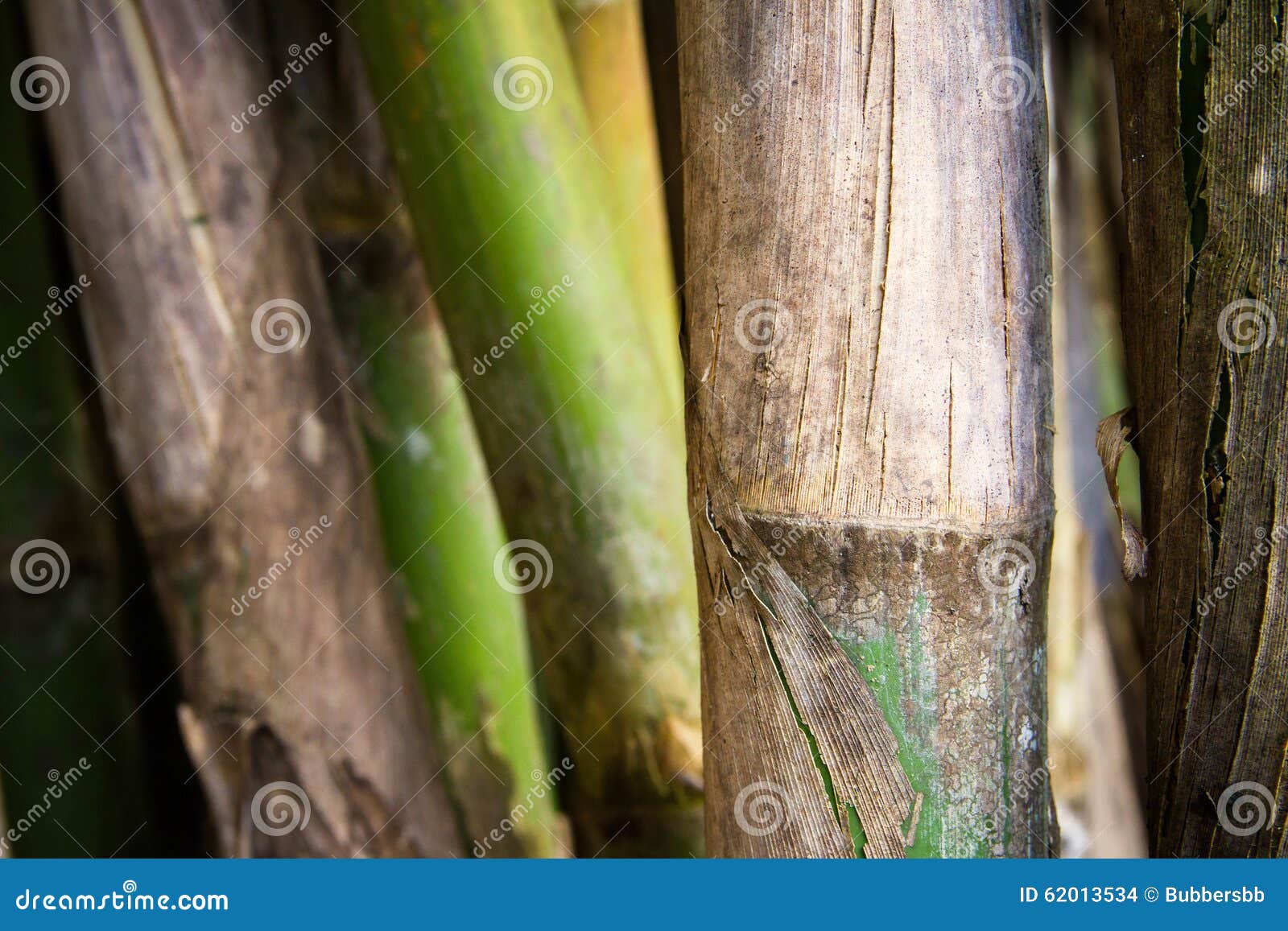 The Shell of the Bamboo Forest Stock Photo - Image of plant, tree: 62013534