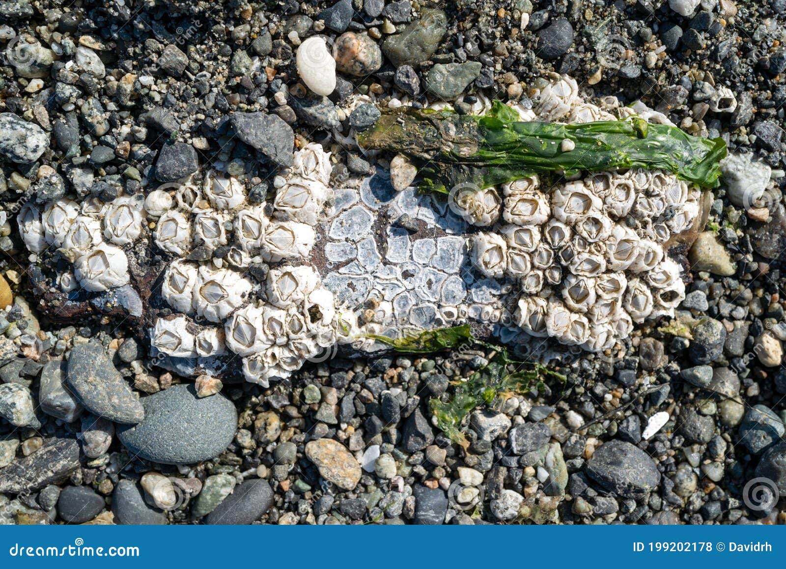 Shell with Barnacles on a Beach at Spencer Spit State Park on Lopez ...
