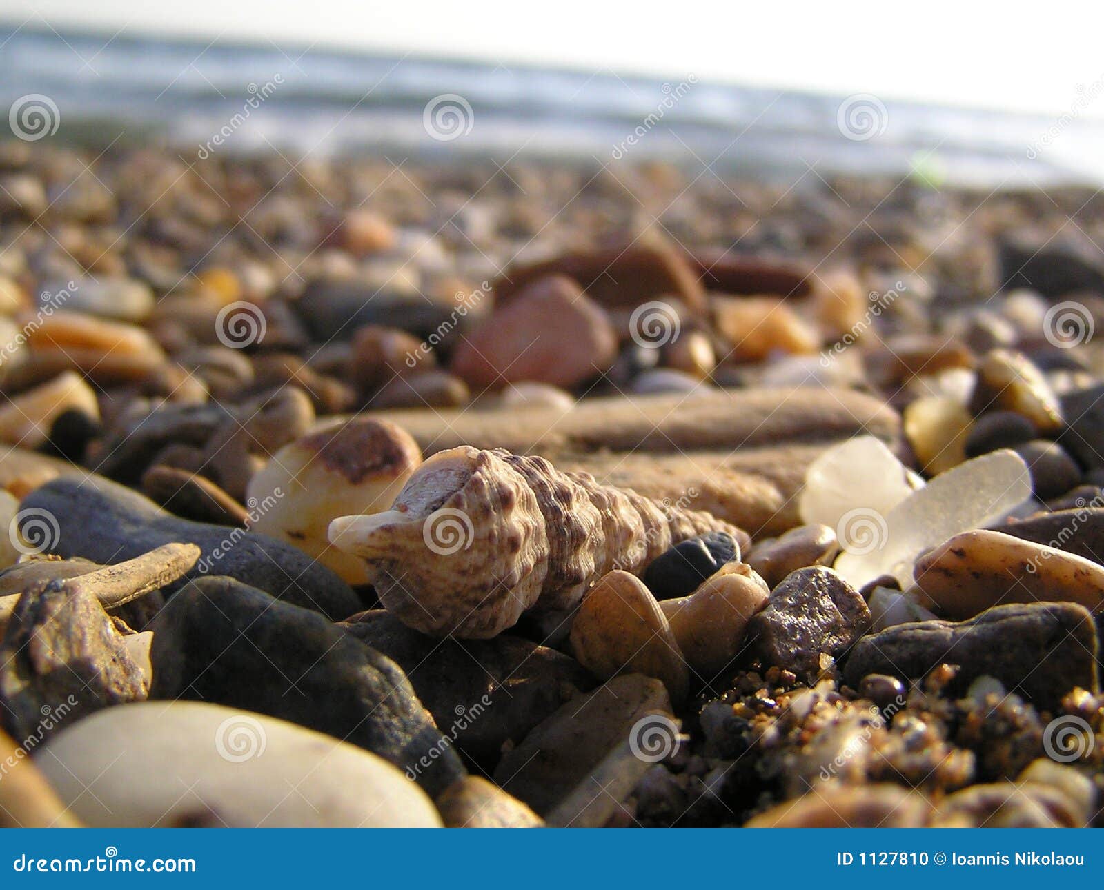 Shell on the beach stock photo. Image of holidays, seaboard - 1127810