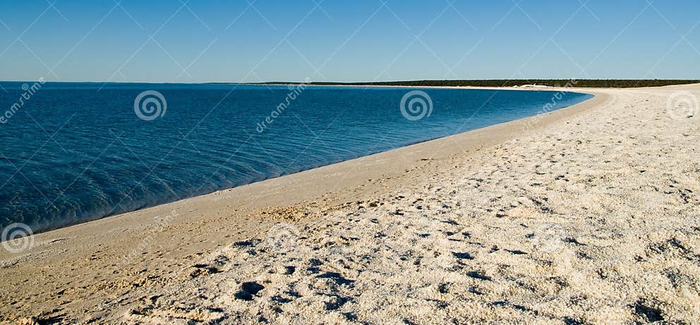 Shell beach stock image. Image of beach, tide, nature - 13528587