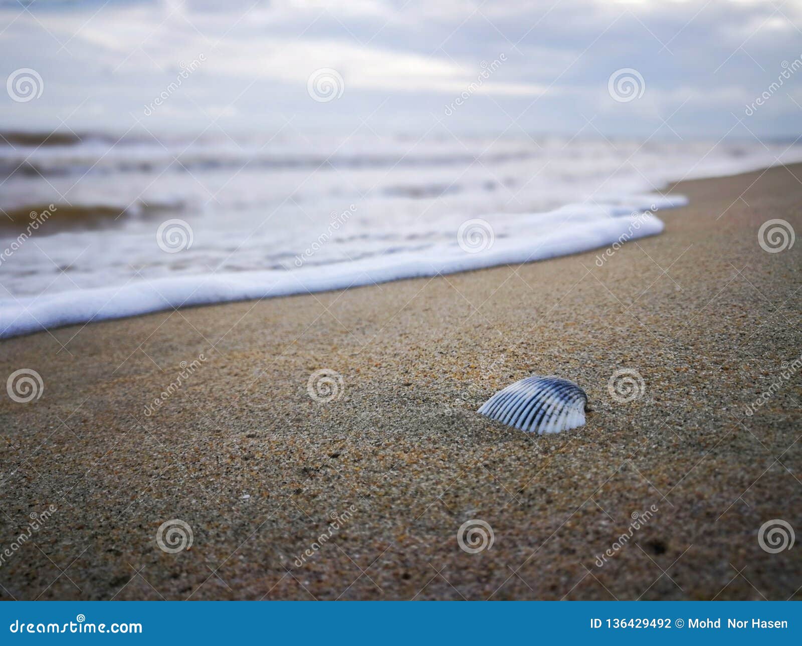 Shell on the beach. stock photo. Image of closeup, summer - 136429492