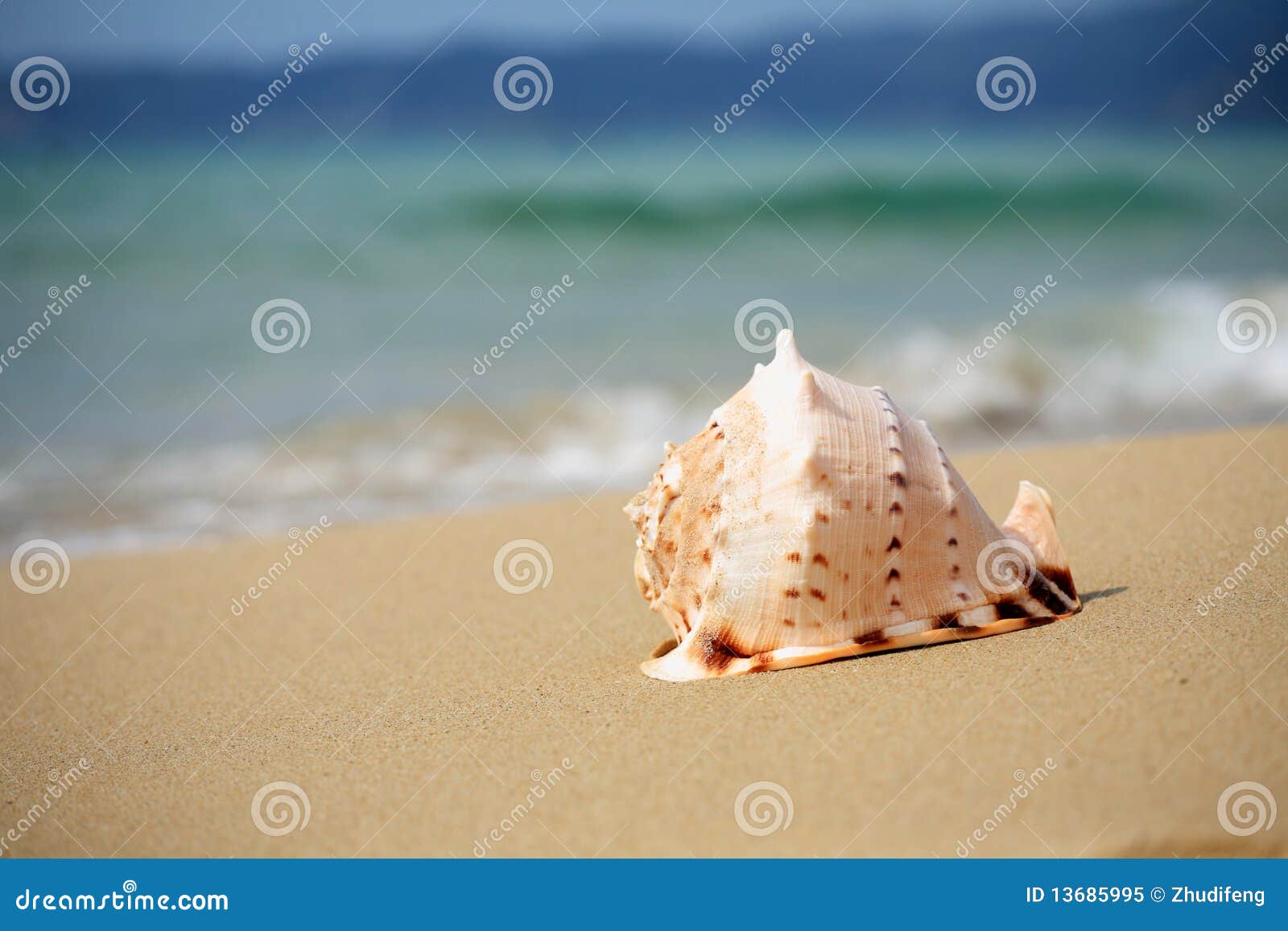 Shell on beach stock image. Image of conch, sand, marine - 13685995