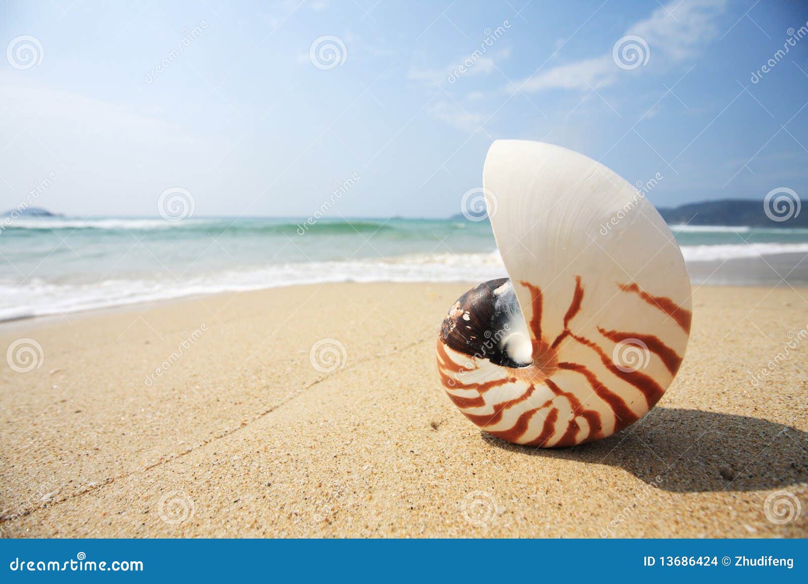 Shell on beach stock photo. Image of concept, summer - 13686424