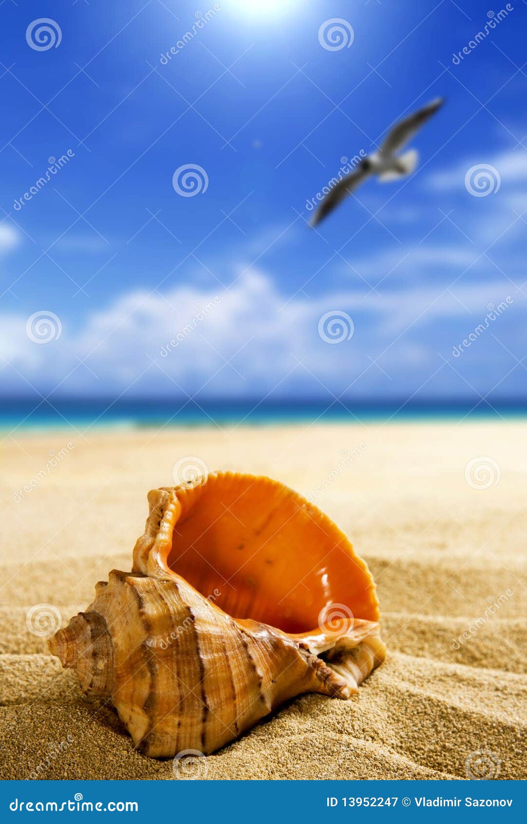 1,111 Seagull Shell Stock Photos - Free & Royalty-Free Stock Photos ...
