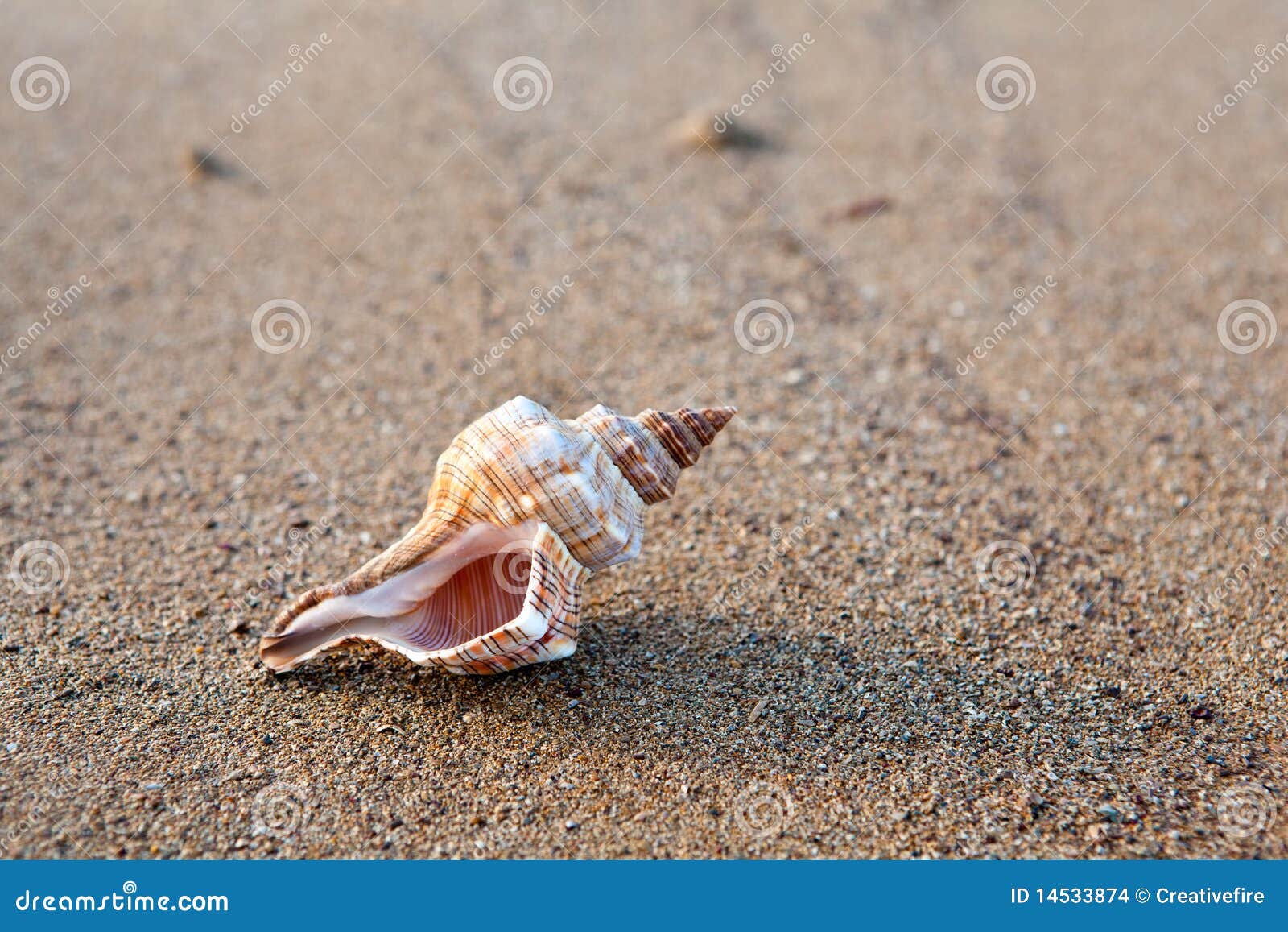 Shell on Beach stock photo. Image of outdoors, sand, coast - 14533874