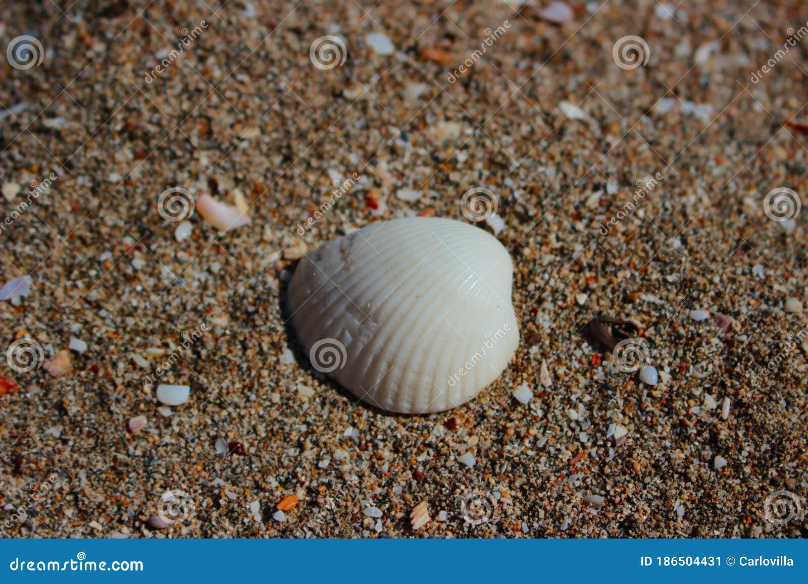 Shell on the beach stock image. Image of texture, crustacean - 186504431