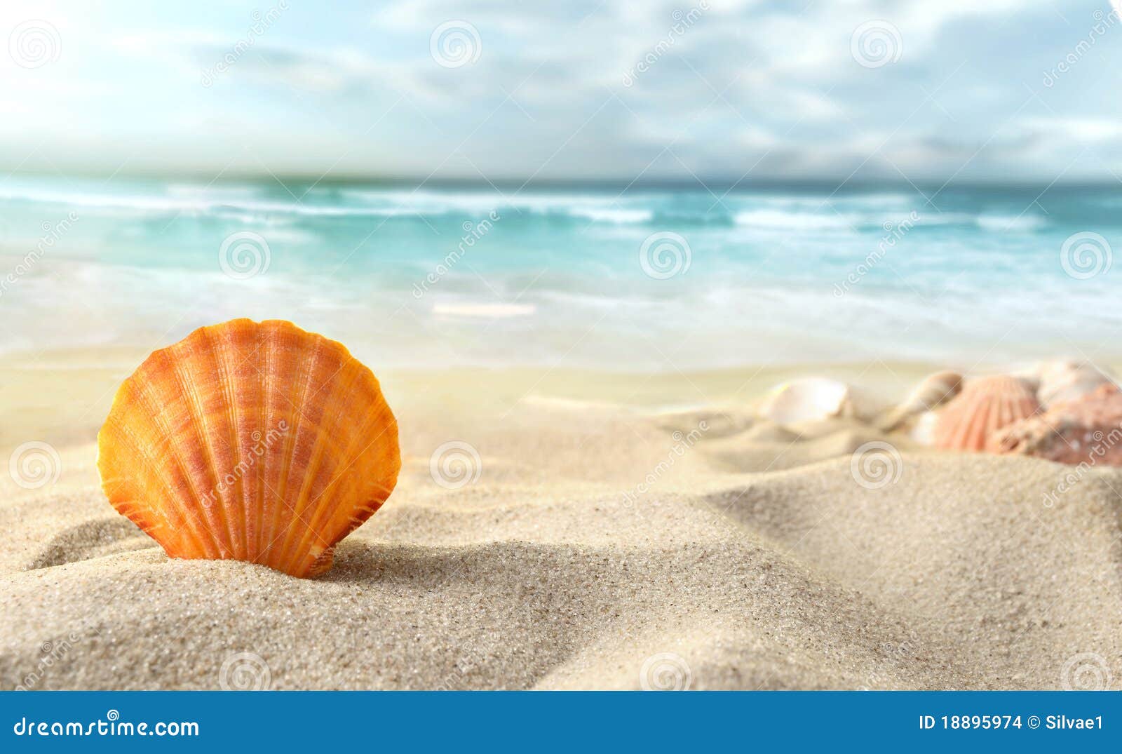Shell on the beach stock photo. Image of lagoon, sand - 18895974