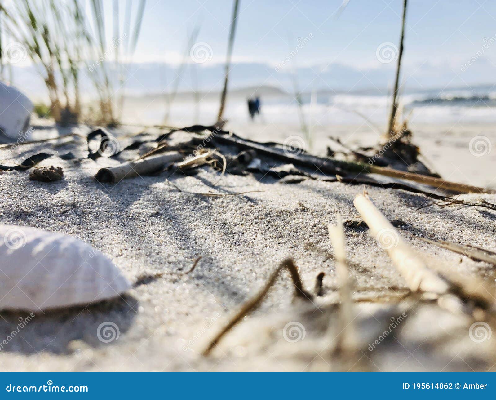 Angel Shell Wing Stock Photos - Free & Royalty-Free Stock Photos from ...