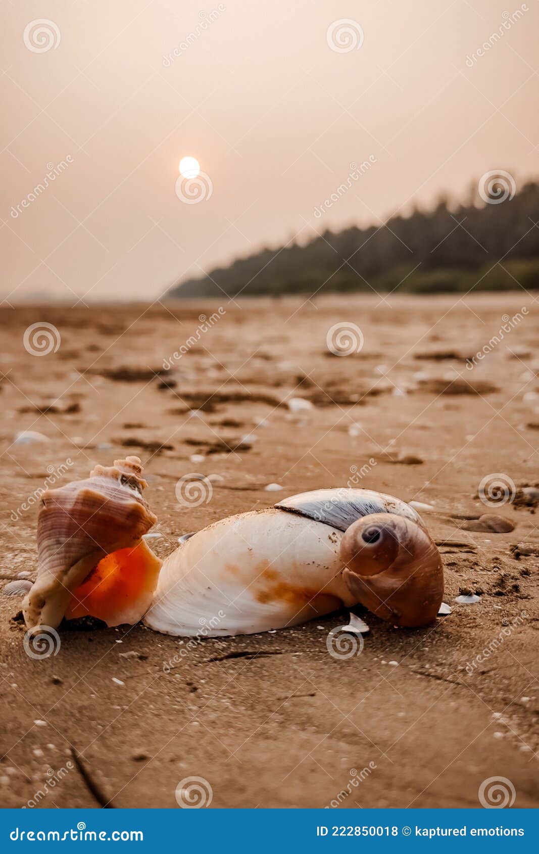 Shell and beach stock photo. Image of animal, shore - 222850018