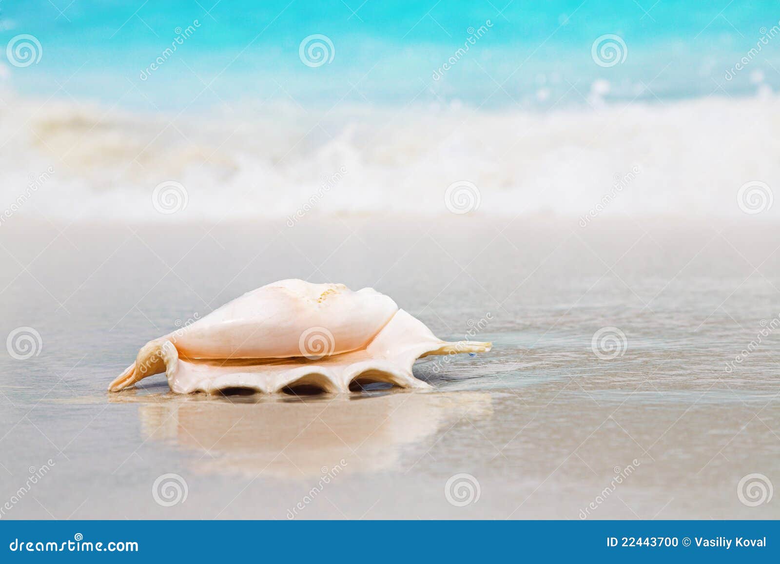 Shell on beach stock photo. Image of coast, relax, space - 22443700