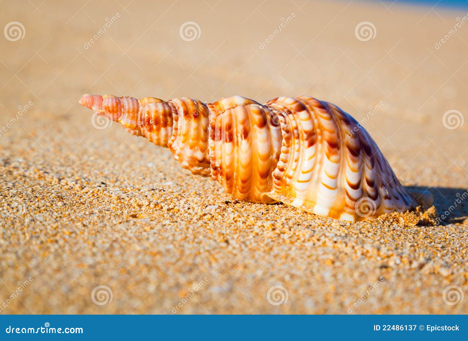 Shell on the Beach stock image. Image of relaxation, island - 22486137