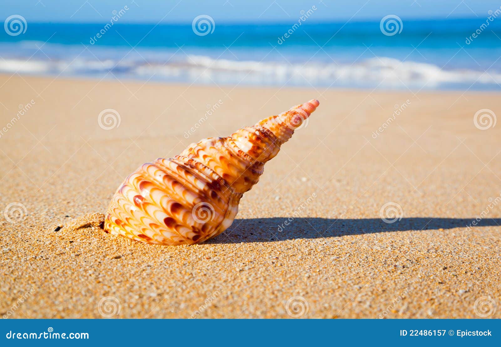 Shell on the Beach stock image. Image of sunlight, beach - 22486157