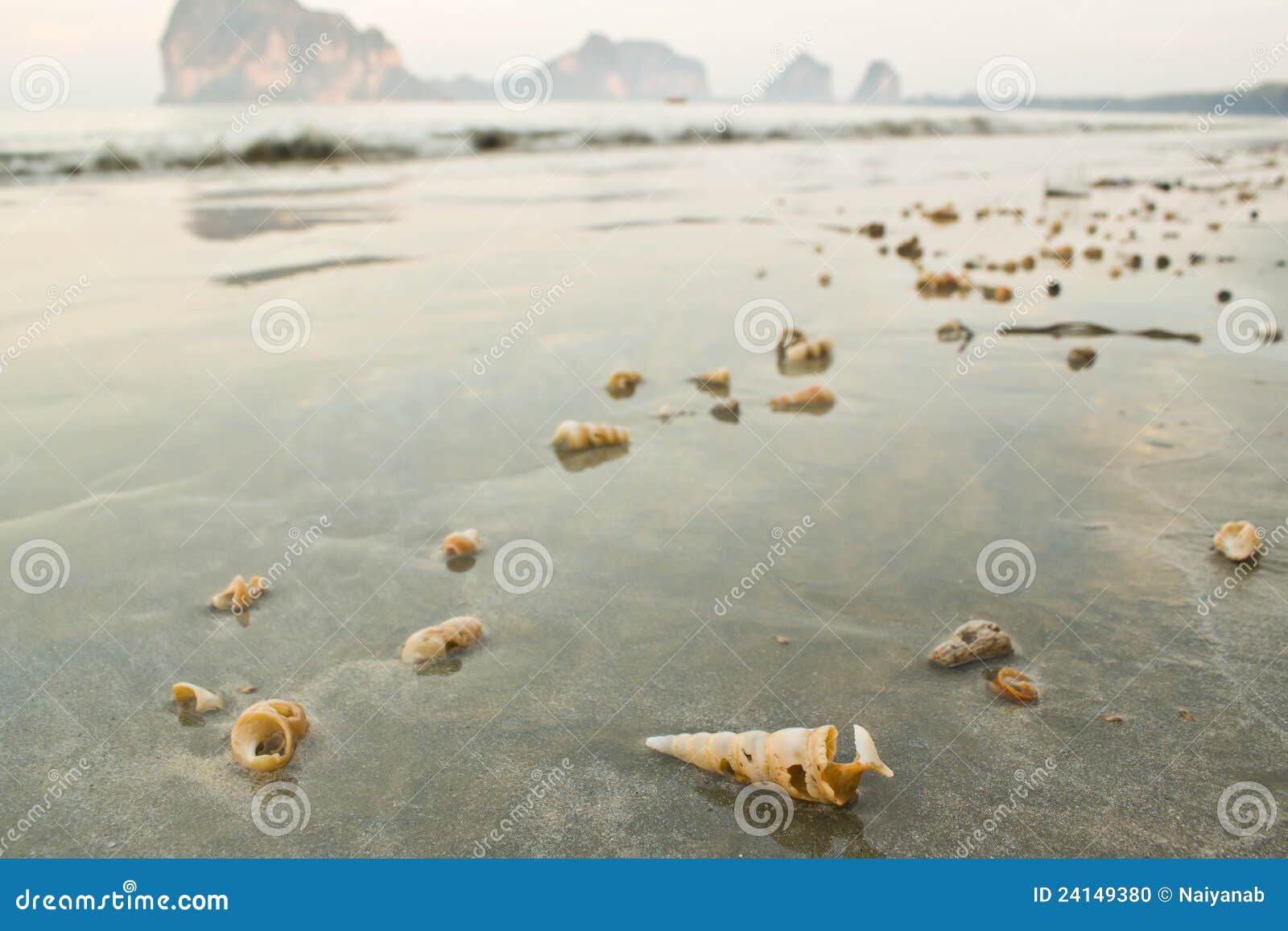 Shell on the beach stock photo. Image of relax, sand - 24149380