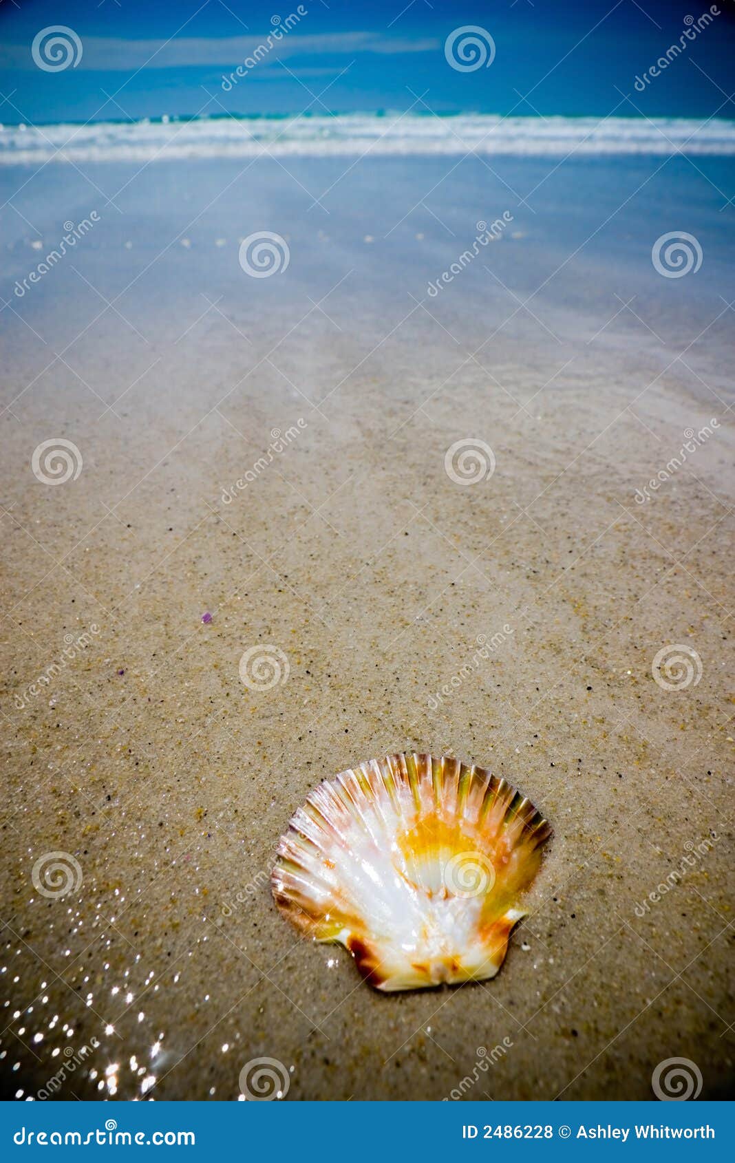 Shell Beach. Texture Of Thousands Seashells, Background For A Post ...