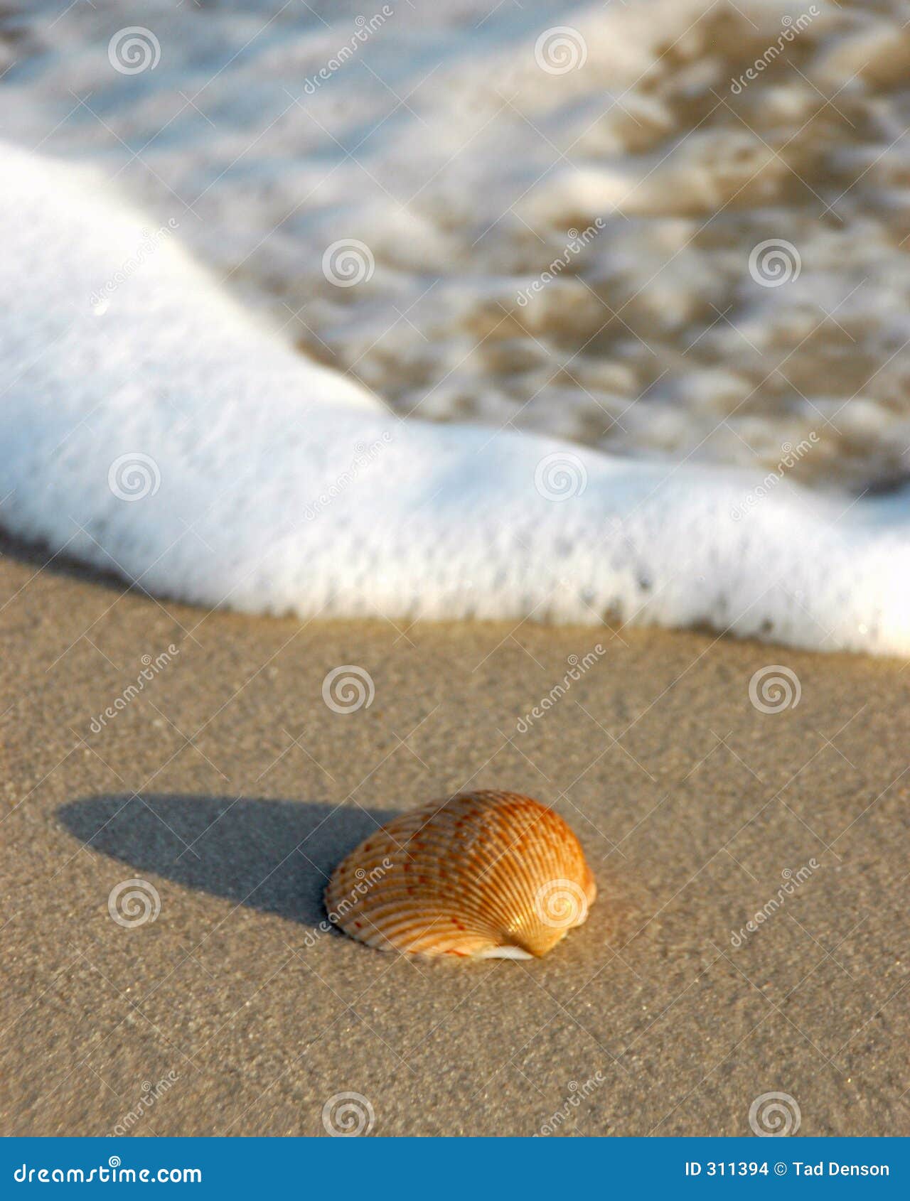 Shell on beach stock photo. Image of foam, shore, relax - 311394