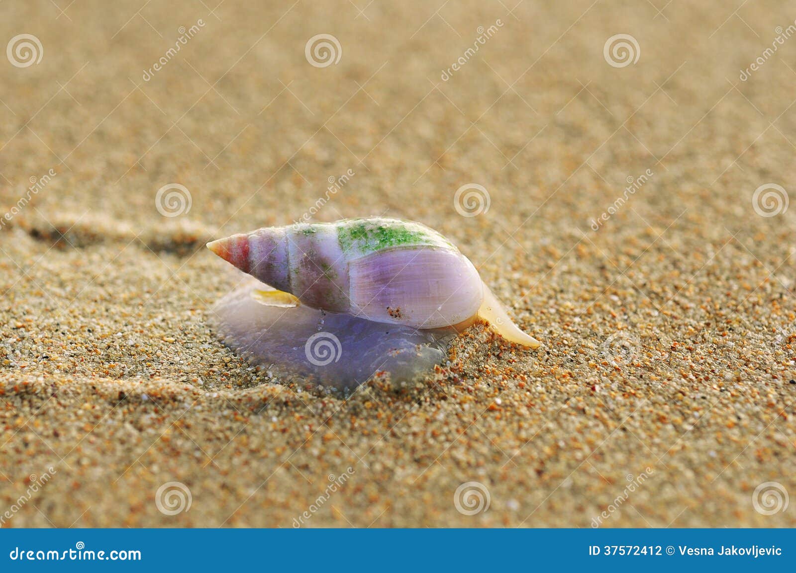 Shell on the beach stock photo. Image of aquatic, seashell - 37572412