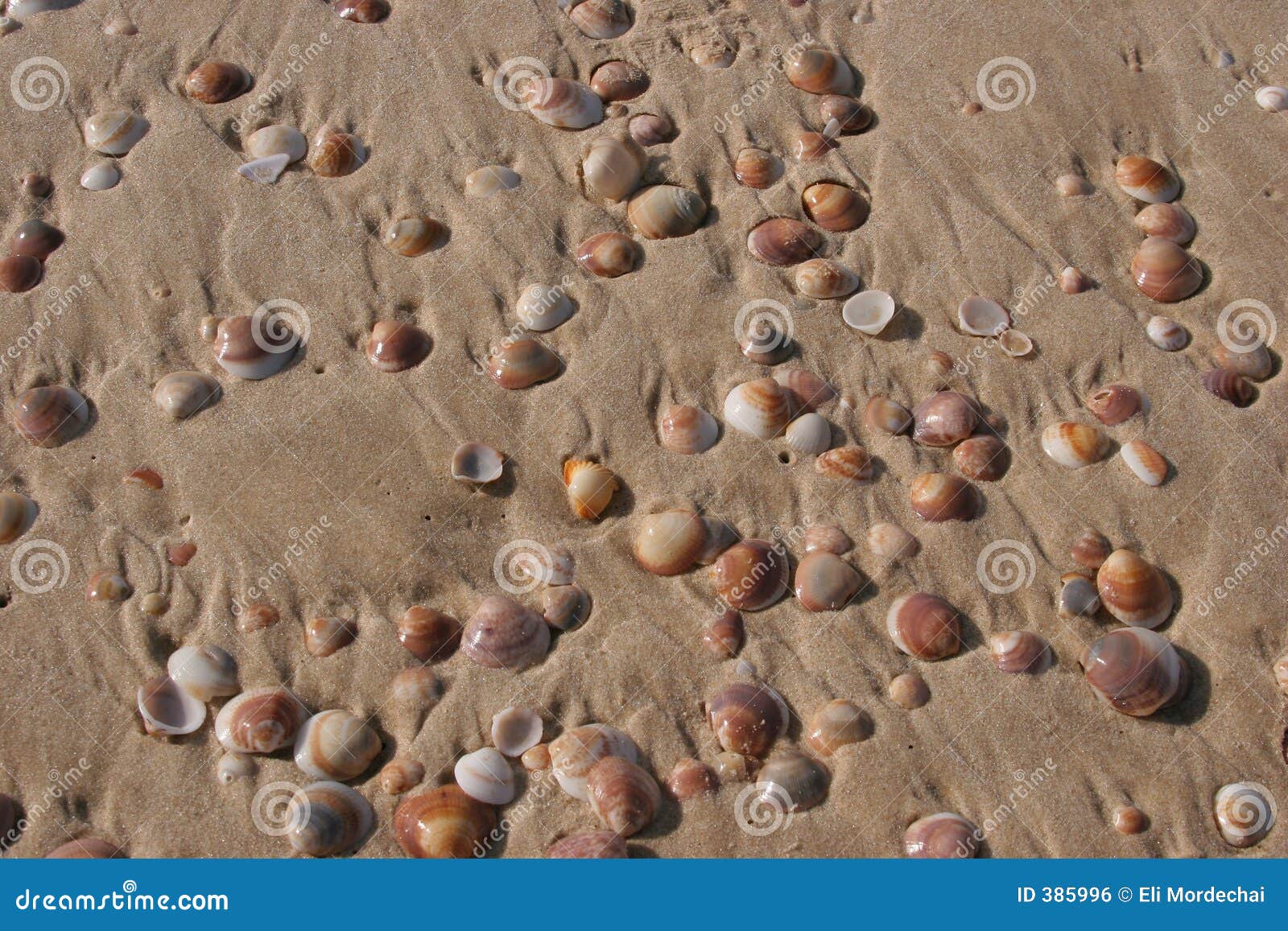 Shell on the beach stock photo. Image of beach, sand, shell - 385996