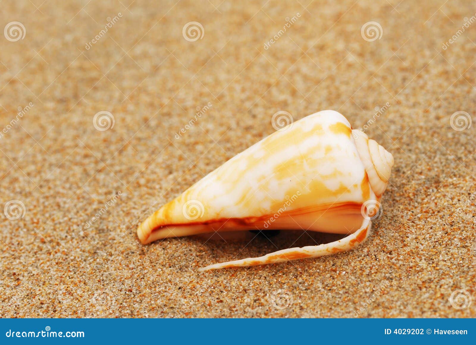 Shell on a beach stock photo. Image of fish, vacation - 4029202