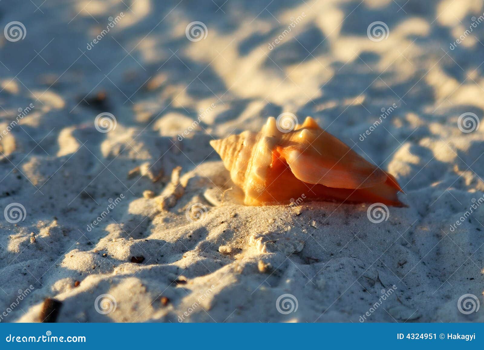 Shell beach stock image. Image of travel, island, water - 4324951