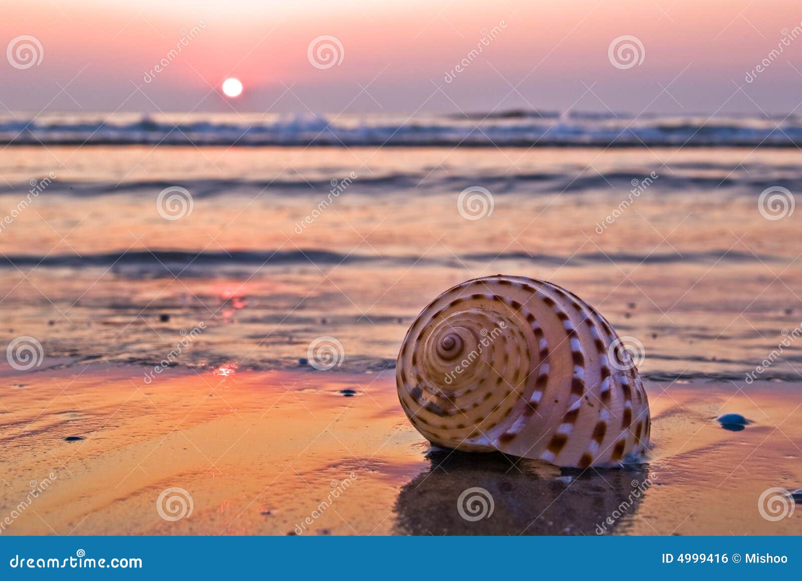 Shell on beach stock photo. Image of landscape, evening - 4999416