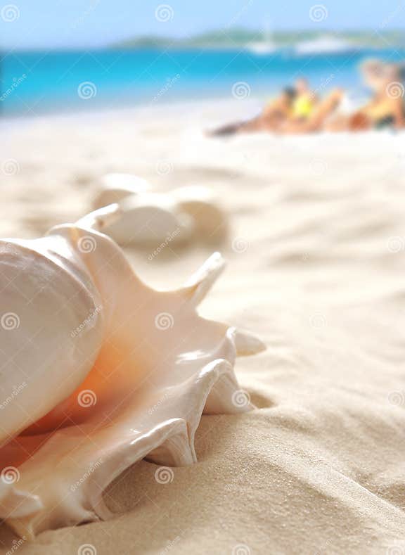Shell on beach stock photo. Image of outdoor, nature, ocean - 5038690