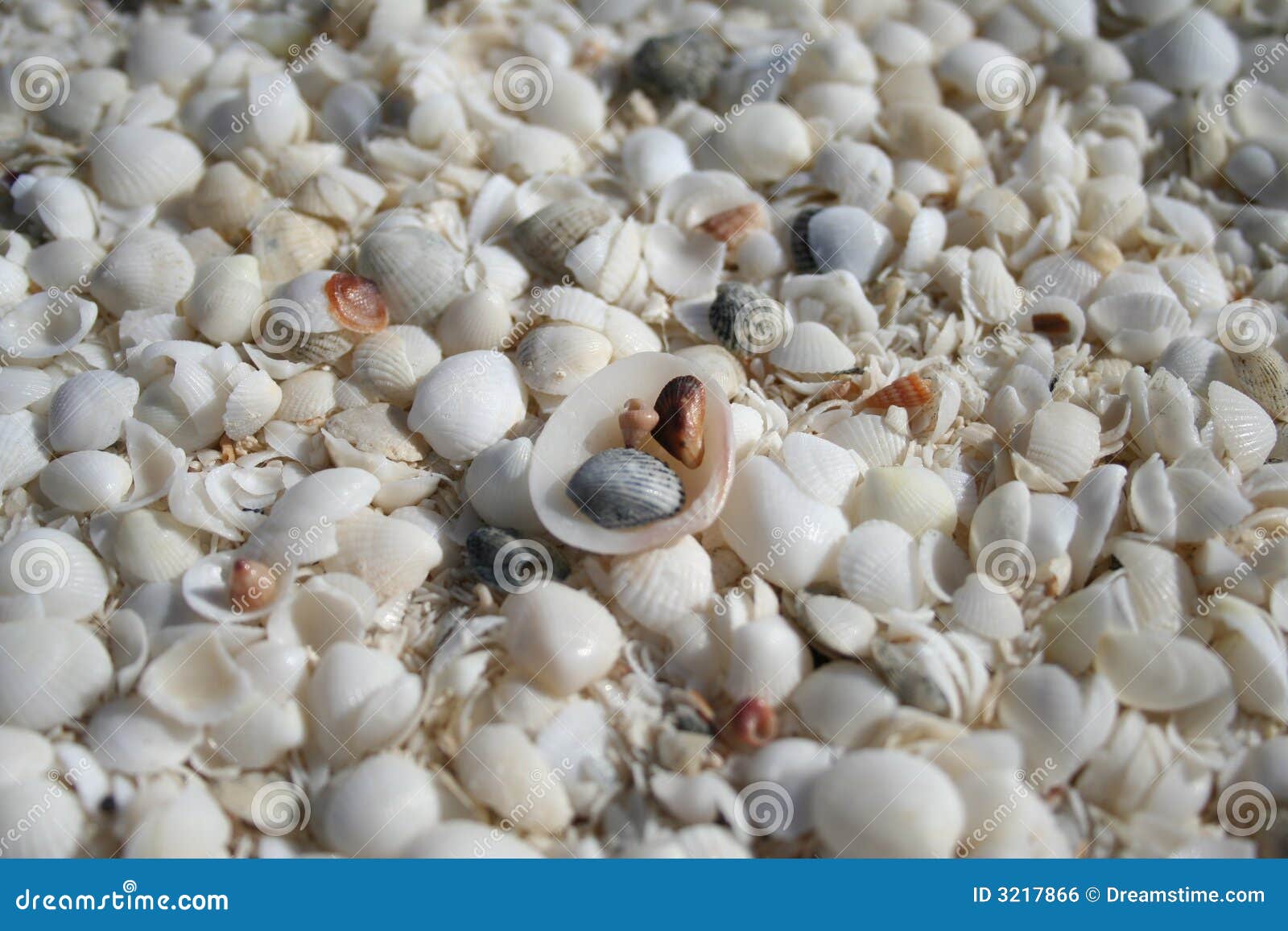 Shell Beach, Australia stock photo. Image of beach, area - 3217866