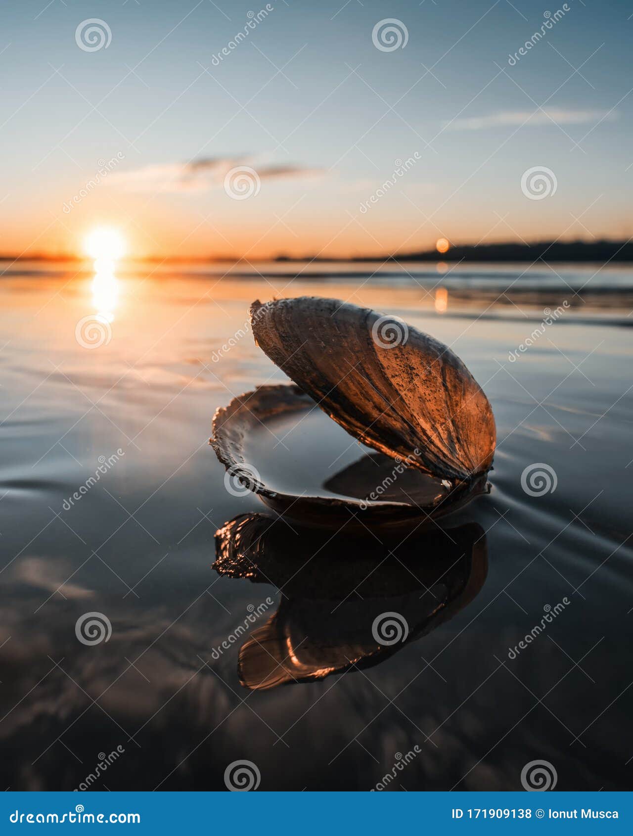 Shell on the Beach and Beautiful Sunset Stock Photo - Image of golden ...