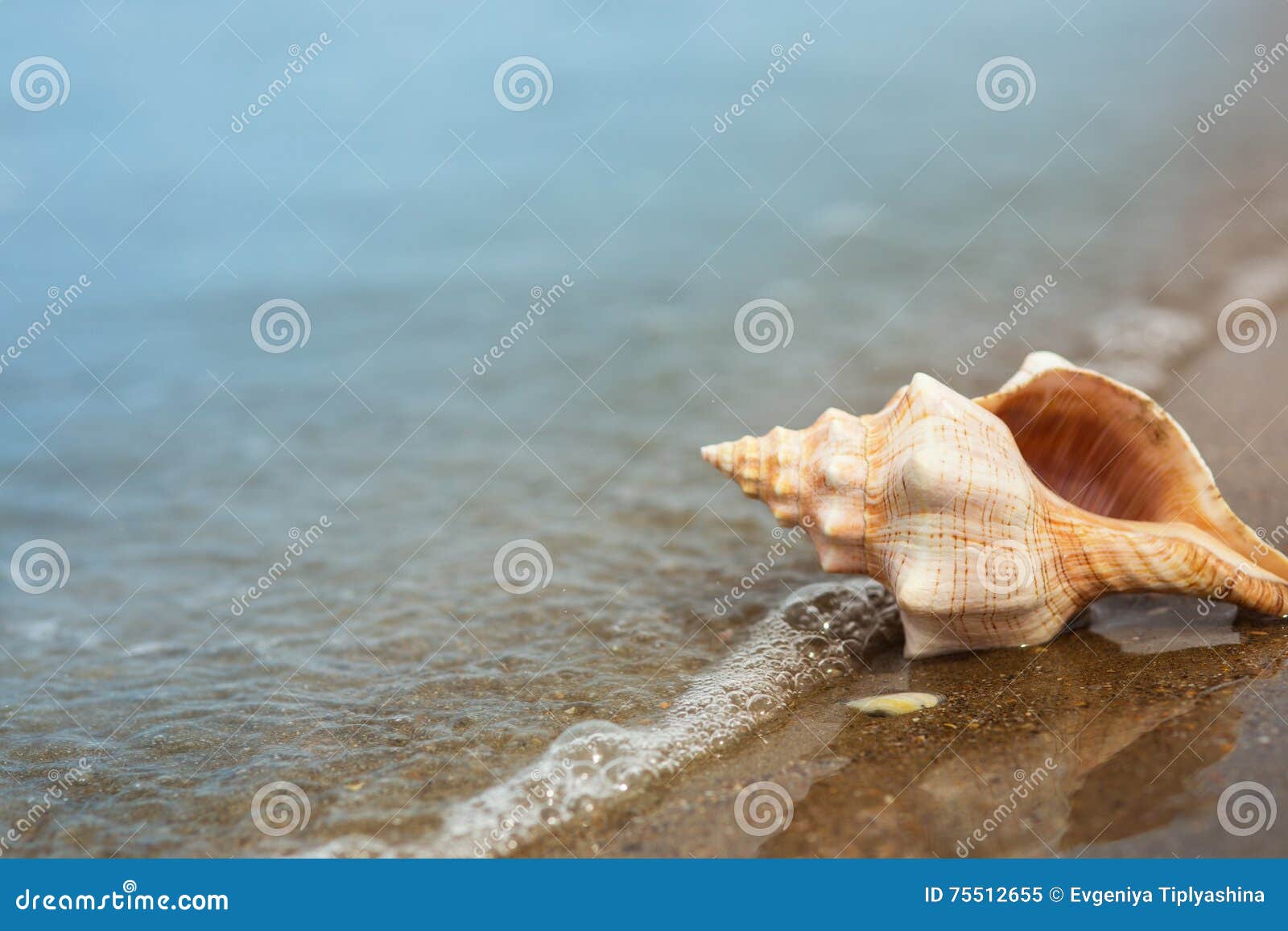 Sea Shells Texas Beach Stock Photos - Free & Royalty-Free Stock Photos ...