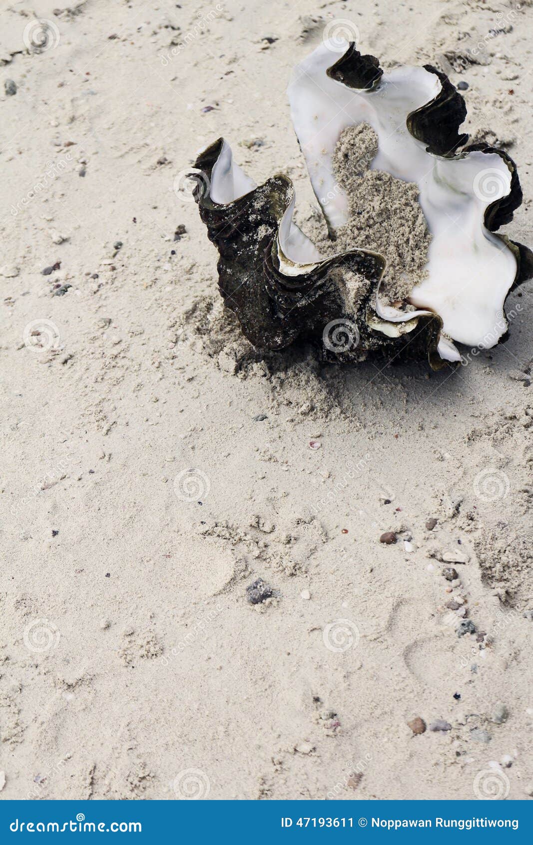 Shell on the beach stock image. Image of object, pacific - 47193611