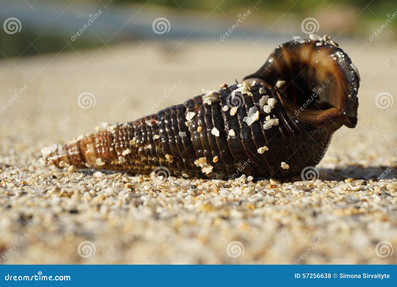 Shell in the beach stock photo. Image of marine, vacation - 57256638