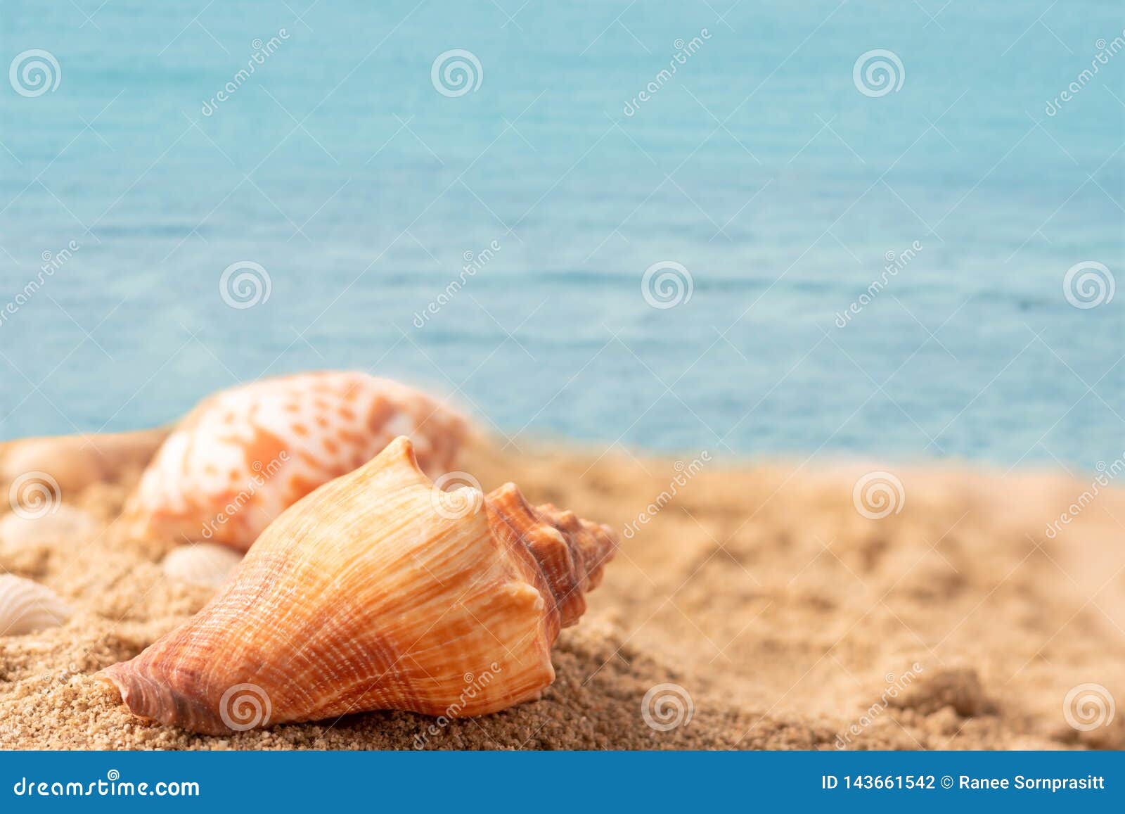 Shell on the Beach with the Blue Sea Stock Photo - Image of blue ...
