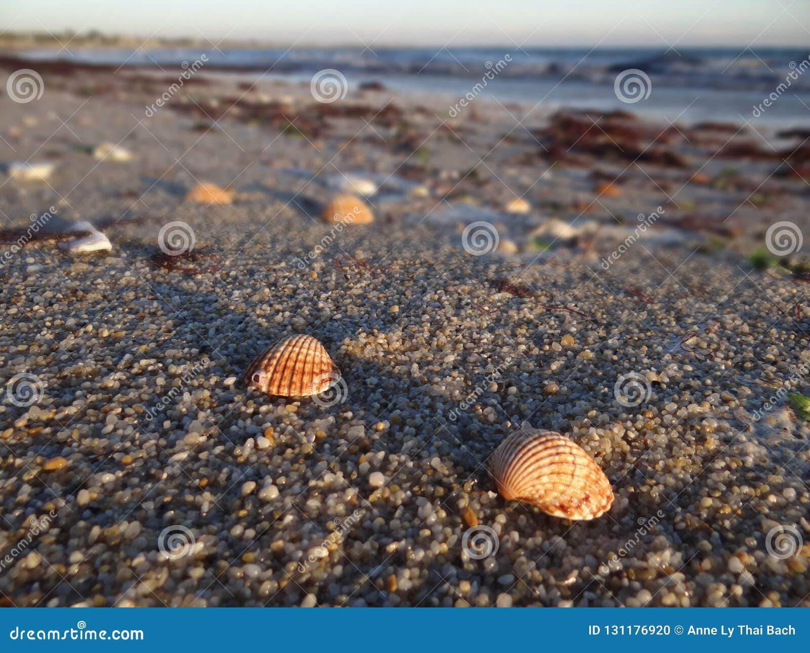 Shell on a Beach in Britany Stock Photo - Image of foreshore, britany ...