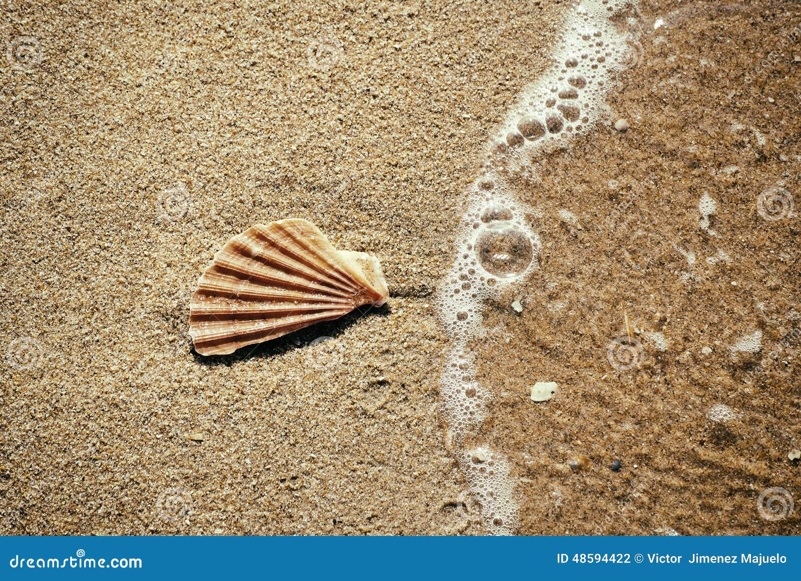 Shell in beach stock photo. Image of destinations, view - 48594422