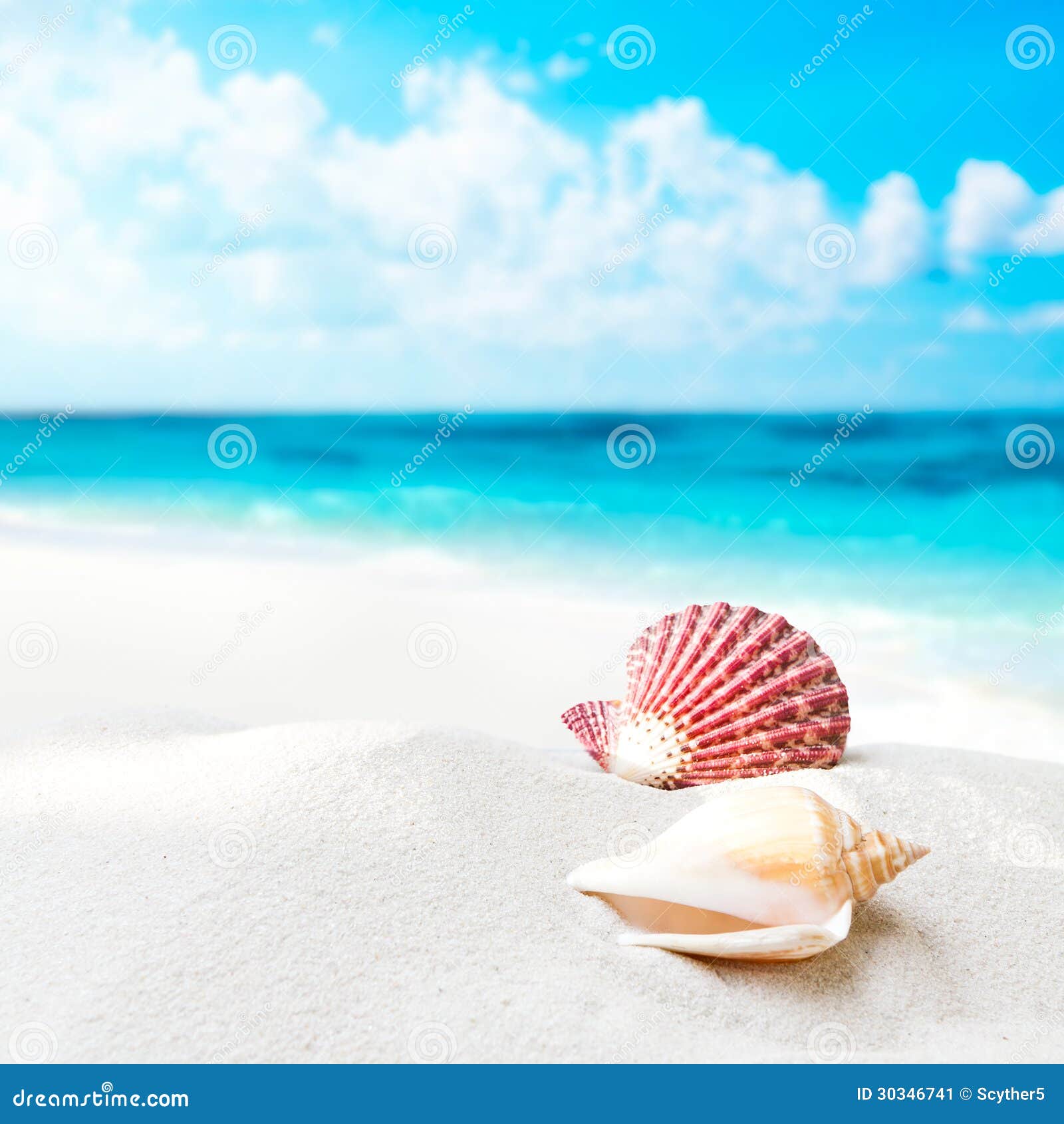Shell on the beach stock image. Image of climate, paradise - 30346741