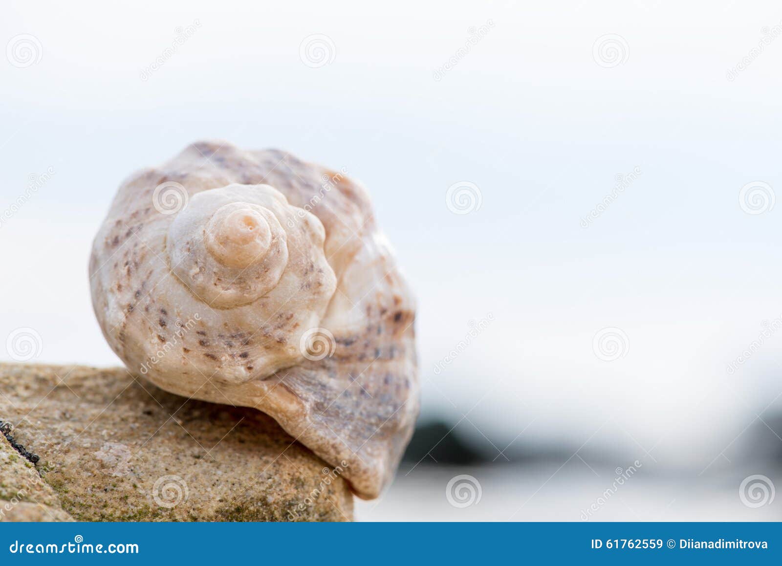 Shell on the Beach - Close Up, Copy Space Stock Image - Image of ...