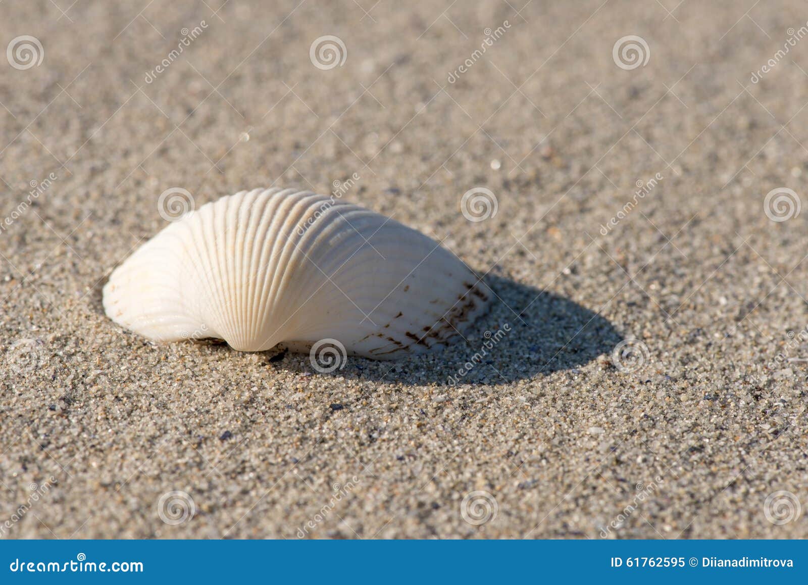 Shell on the Beach - Close Up, Copy Space Stock Image - Image of nature ...