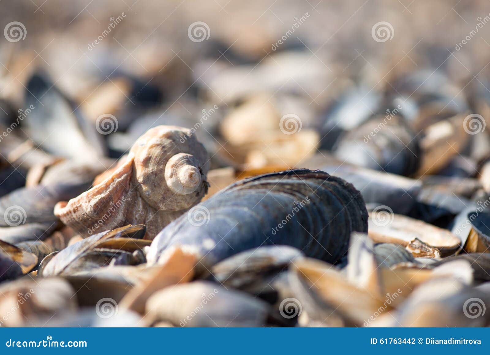 Shell on the Beach - Close Up, Copy Space Stock Photo - Image of shape ...