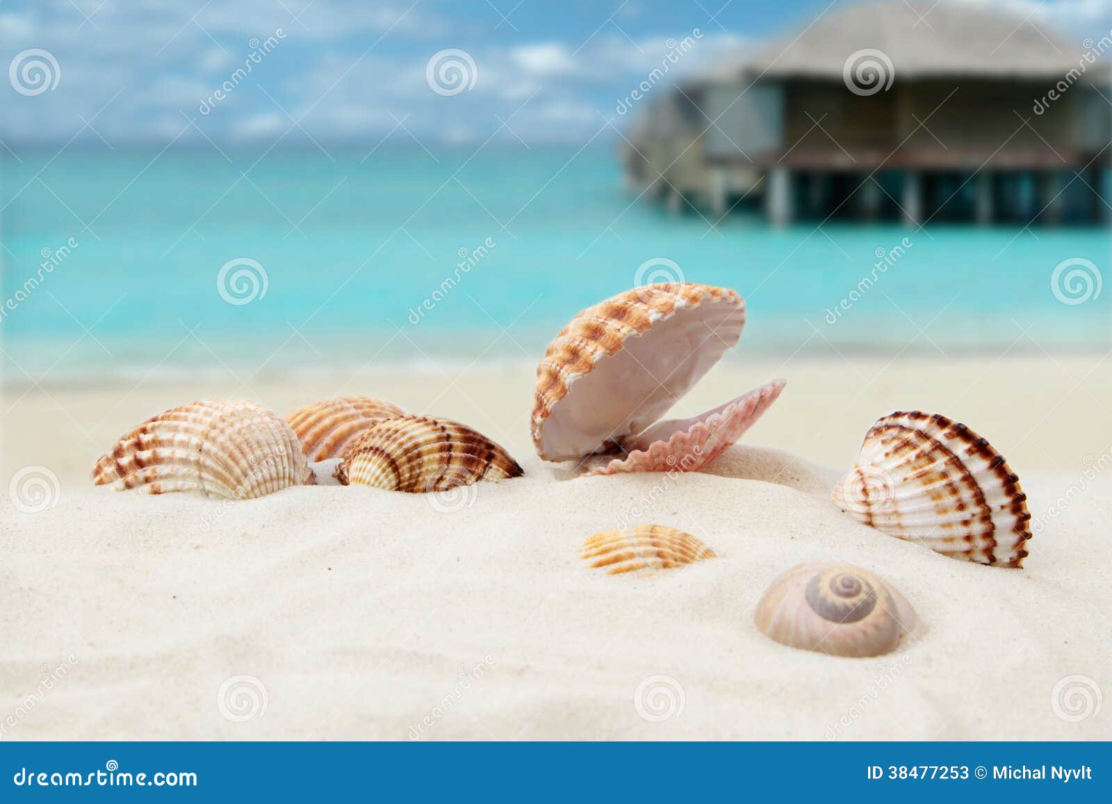 Shell on the beach stock image. Image of sand, paradise - 38477253