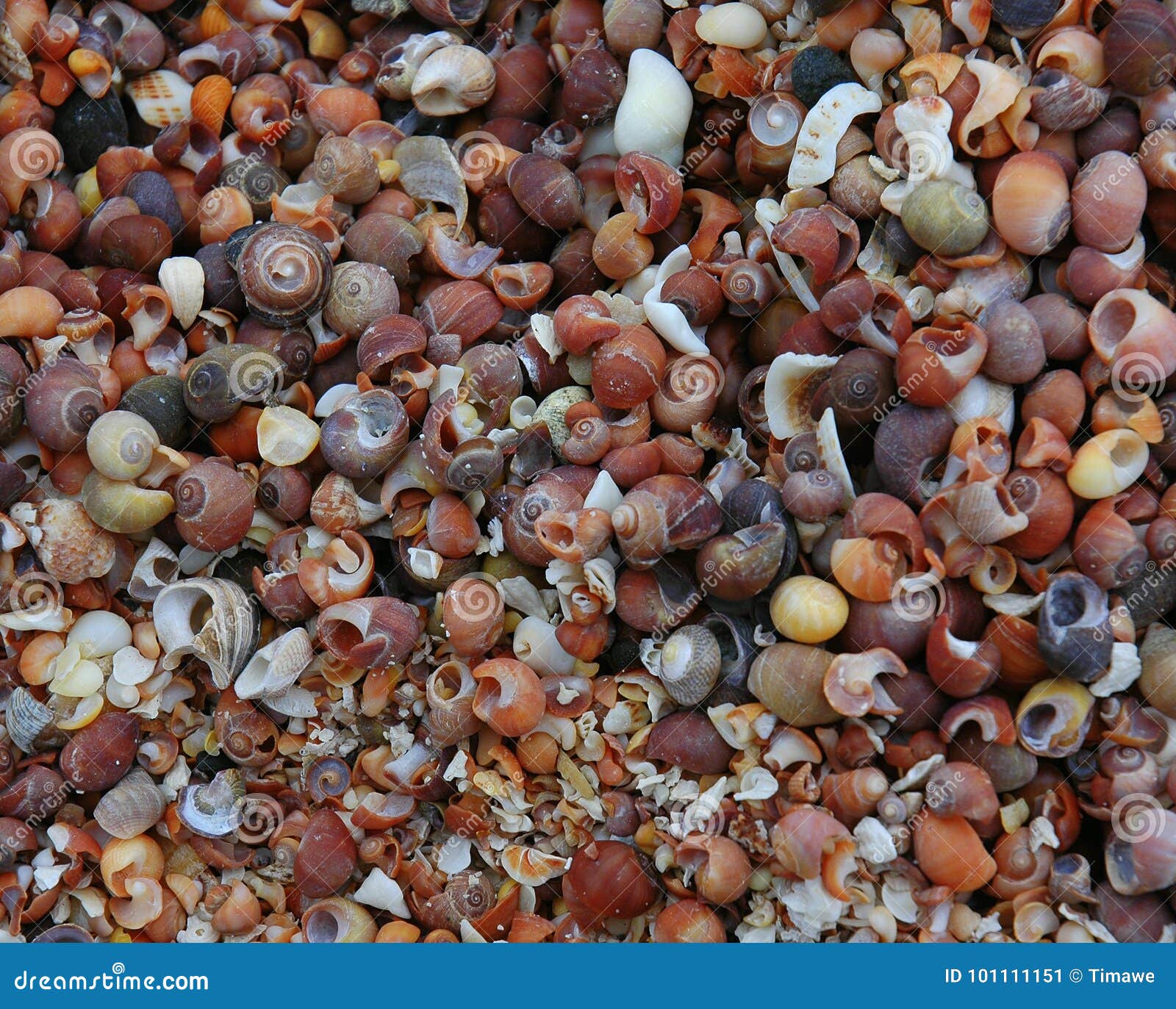 Shell Beach stock image. Image of seaside, shell, periwinkle - 101111151